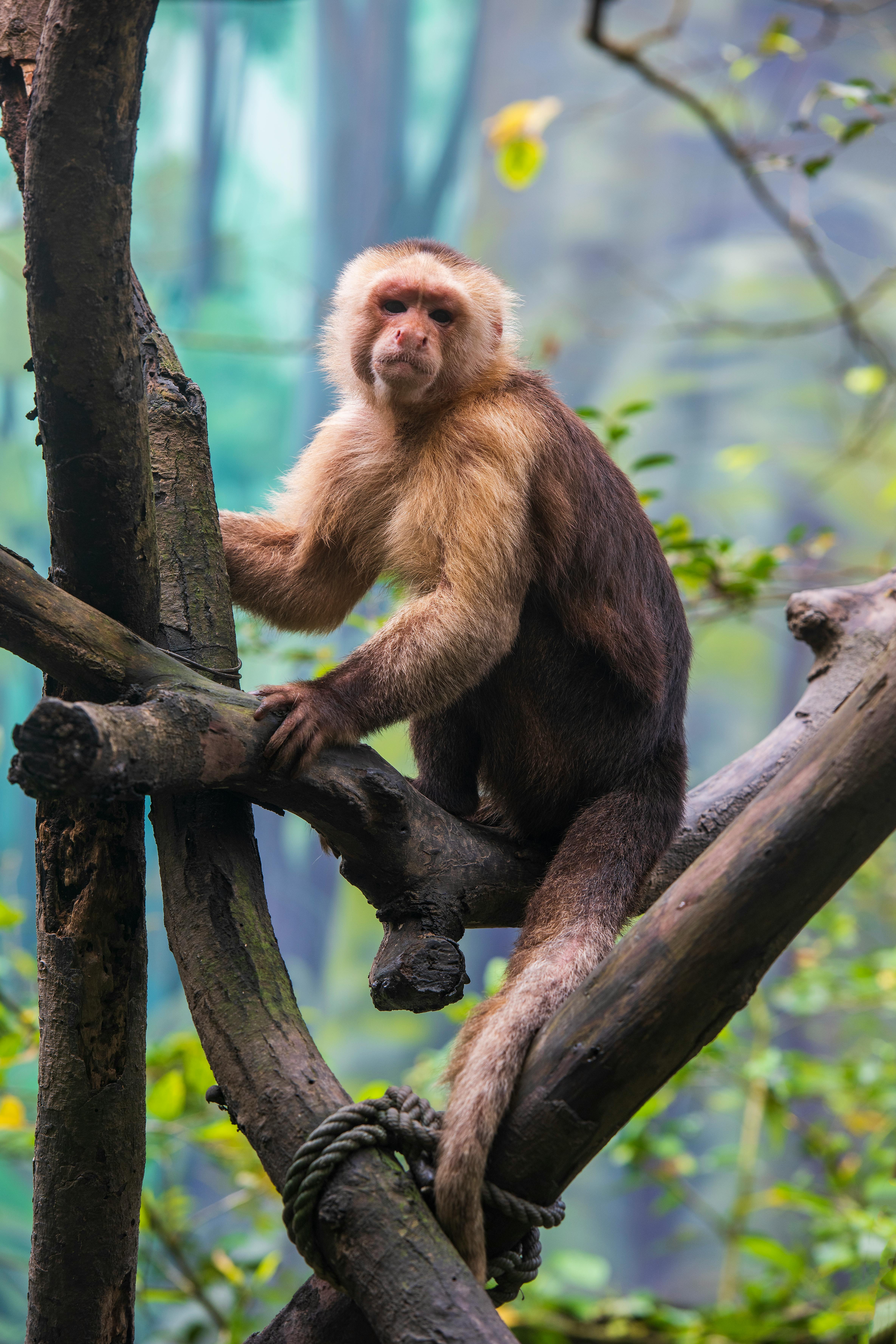 Photography of Monkey on Tree · Free Stock Photo