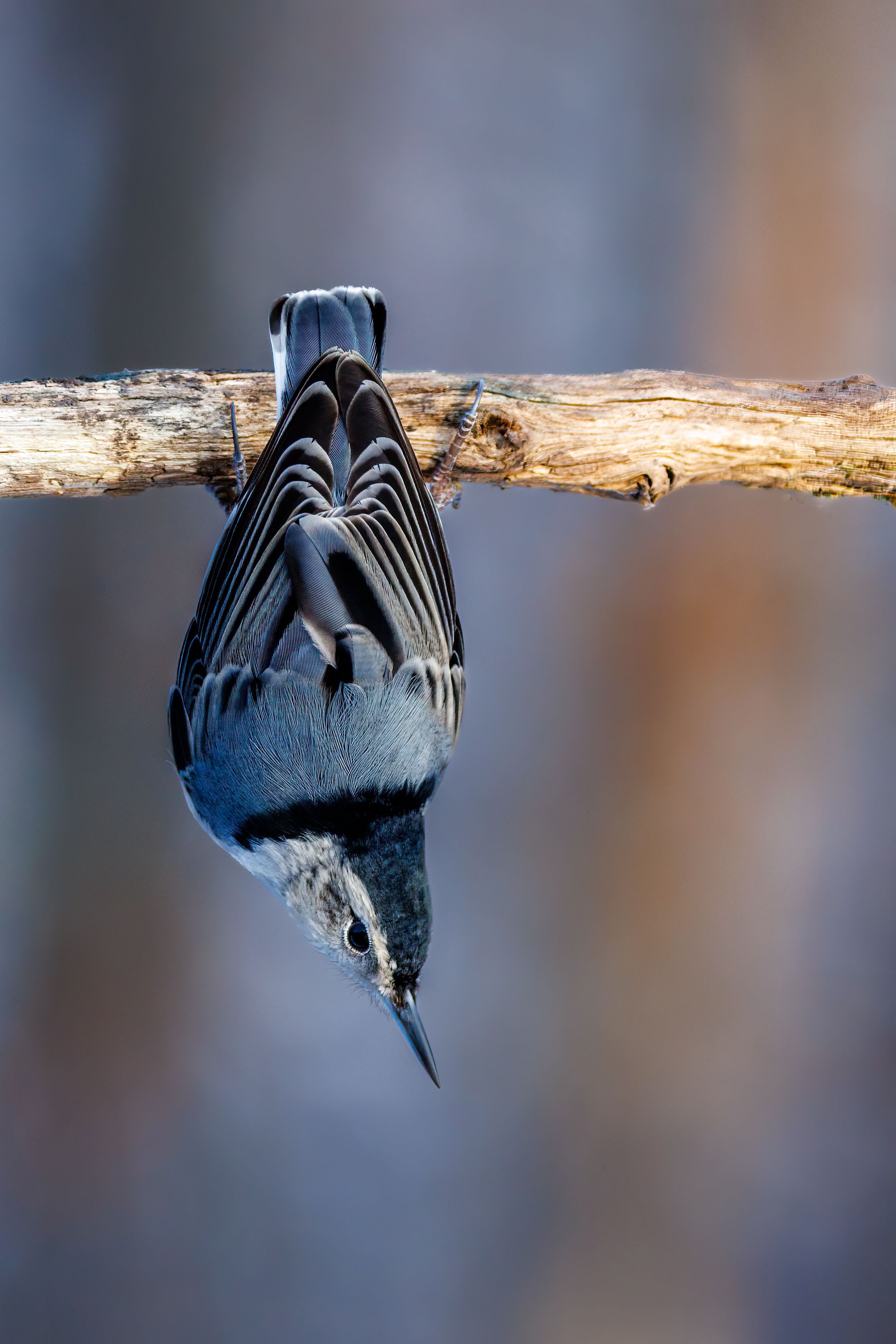 Close up of White-breasted Nuthatch · Free Stock Photo