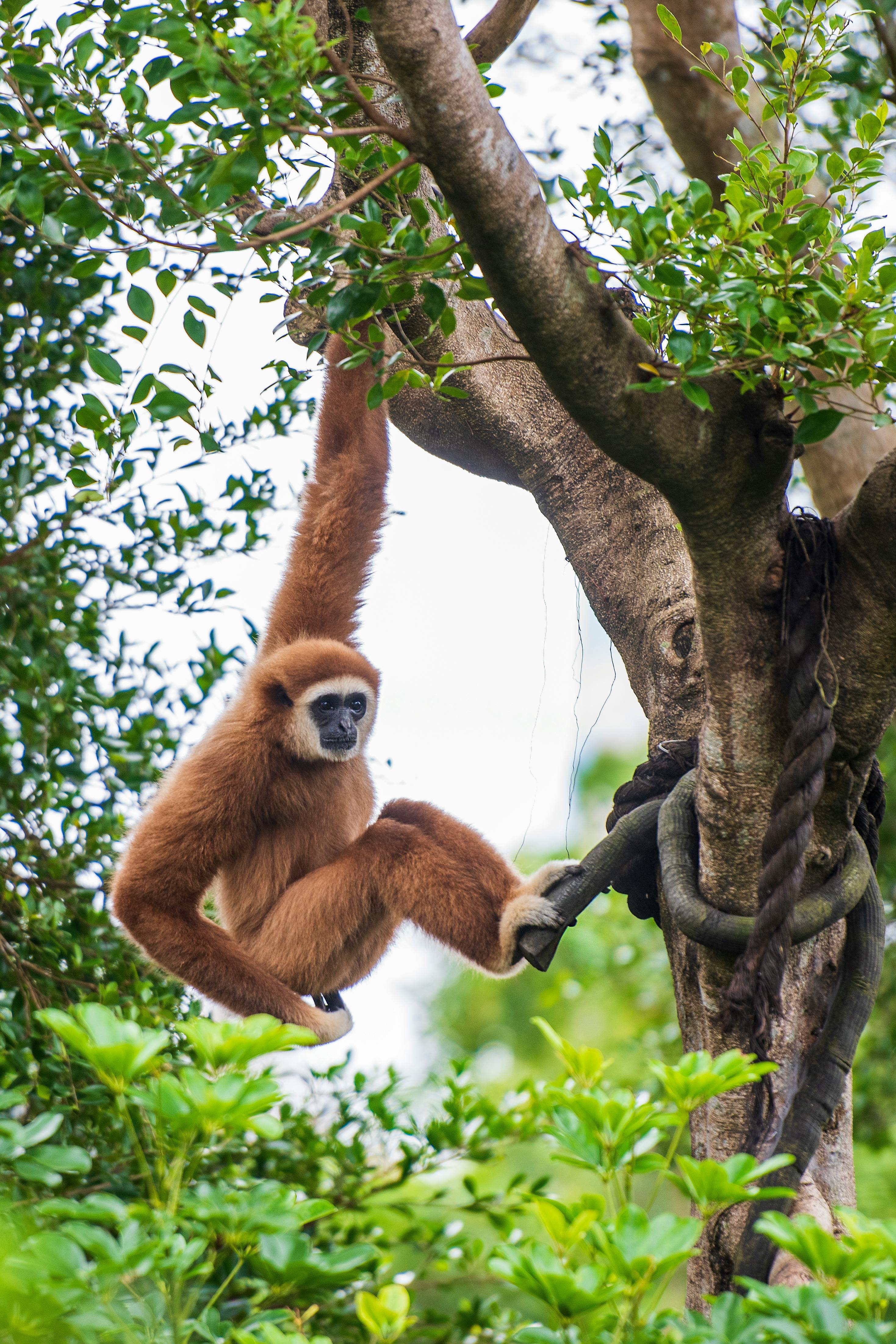 A Gibbon Hanging From a Tree · Free Stock Photo
