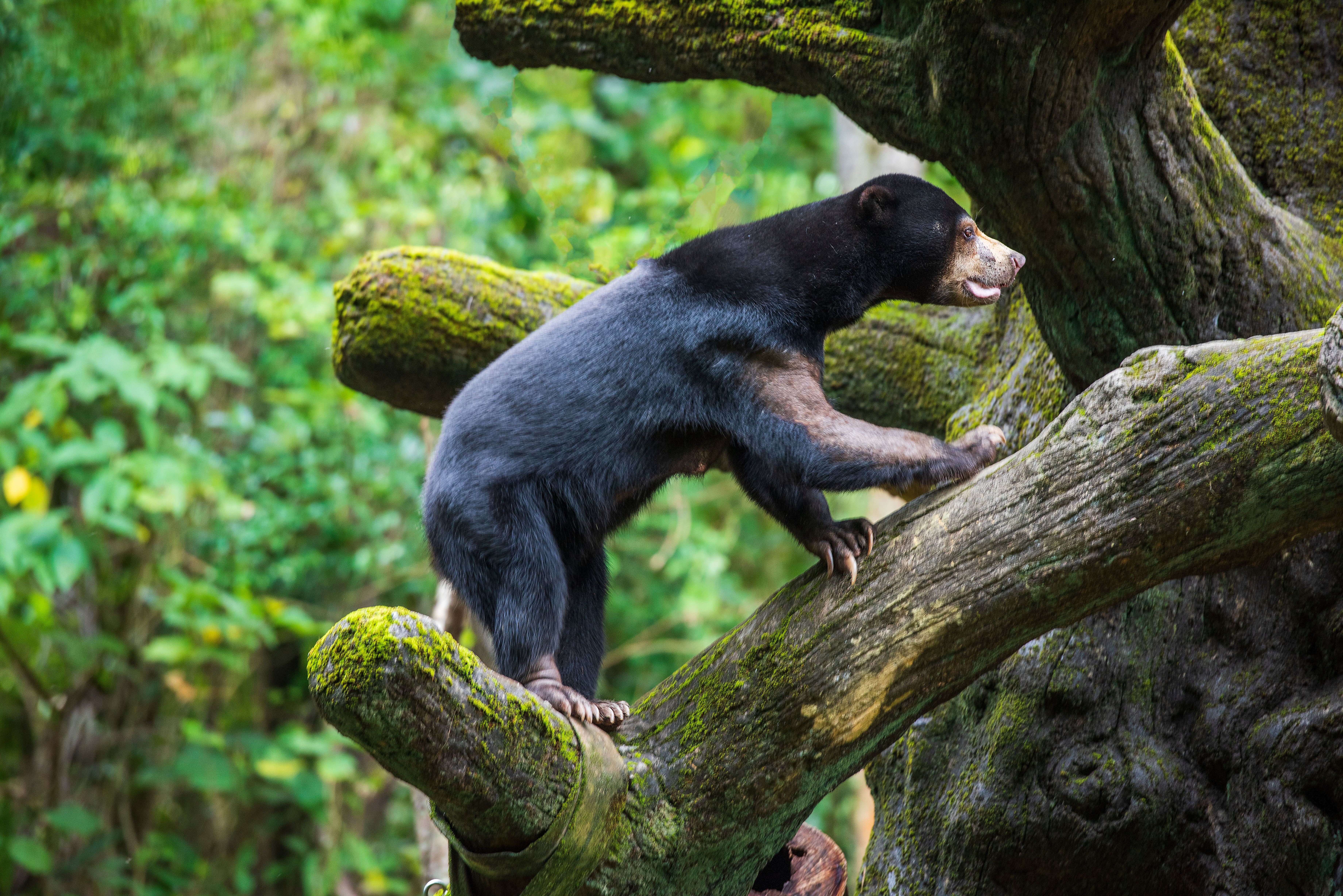Sun Bear Habitat Photos, Download The BEST Free Sun Bear Habitat Stock ...