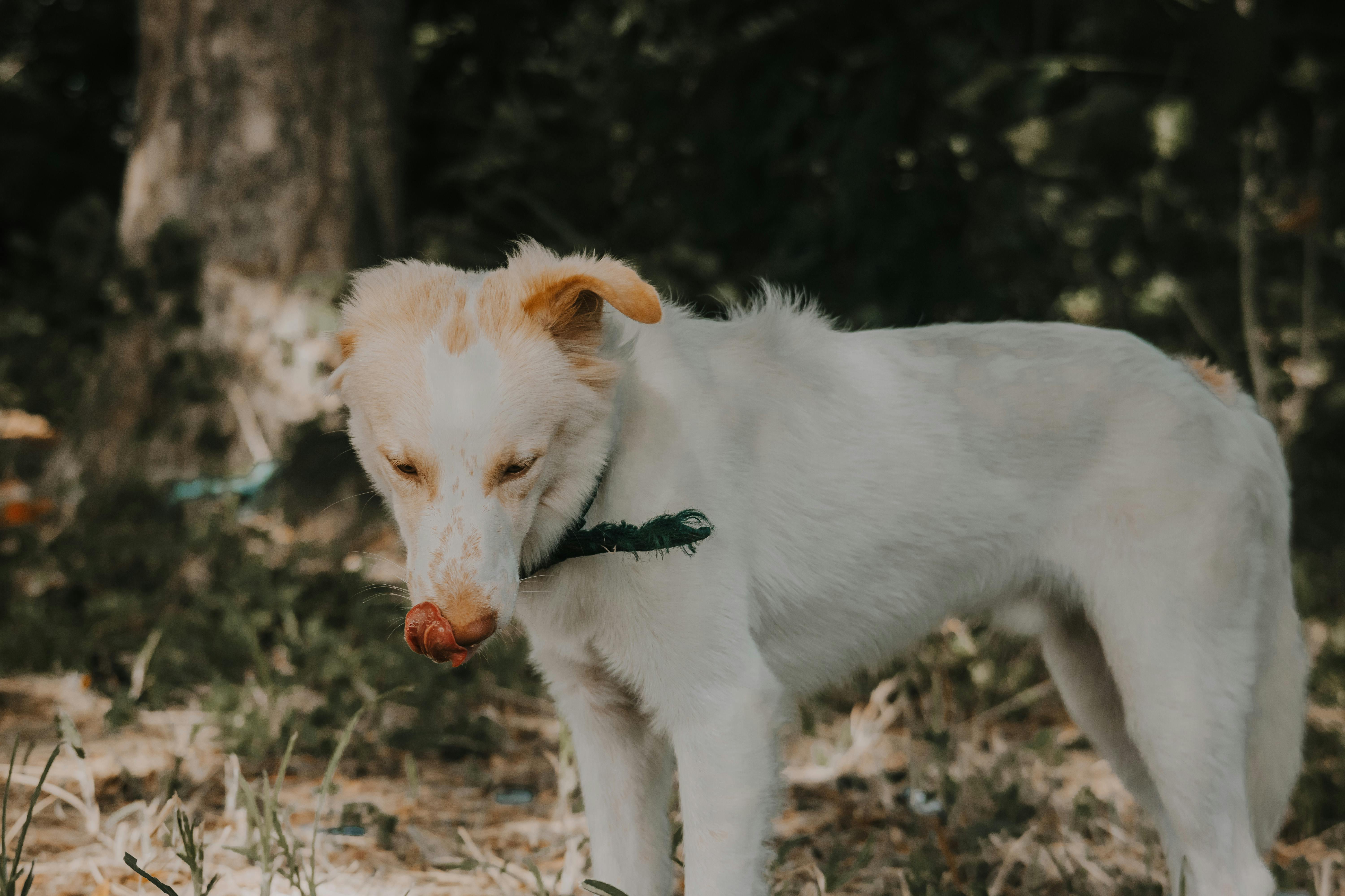 Woman and Man Holding a Dog in his Arms · Free Stock Photo