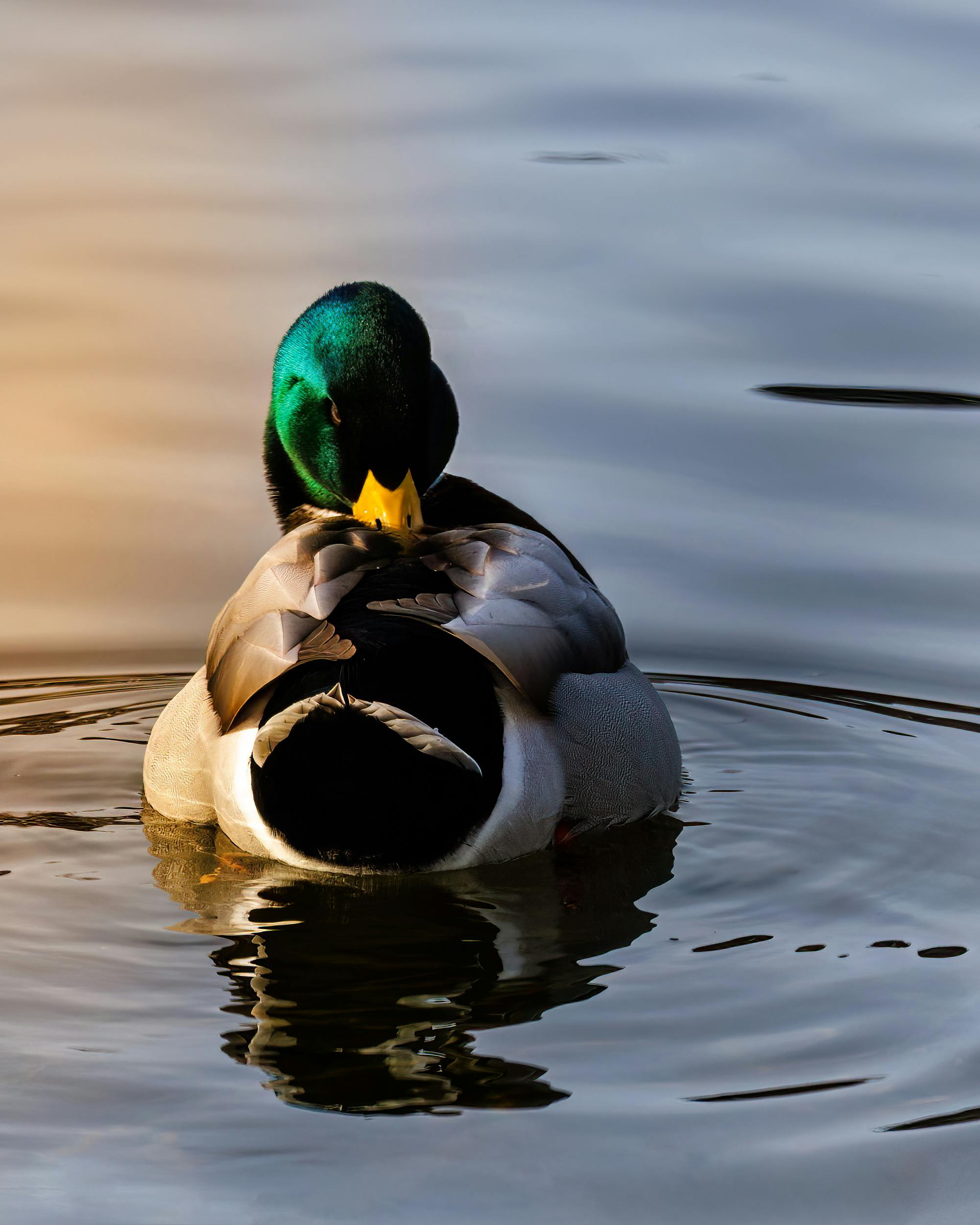 Gray Mallard Ducks · Free Stock Photo