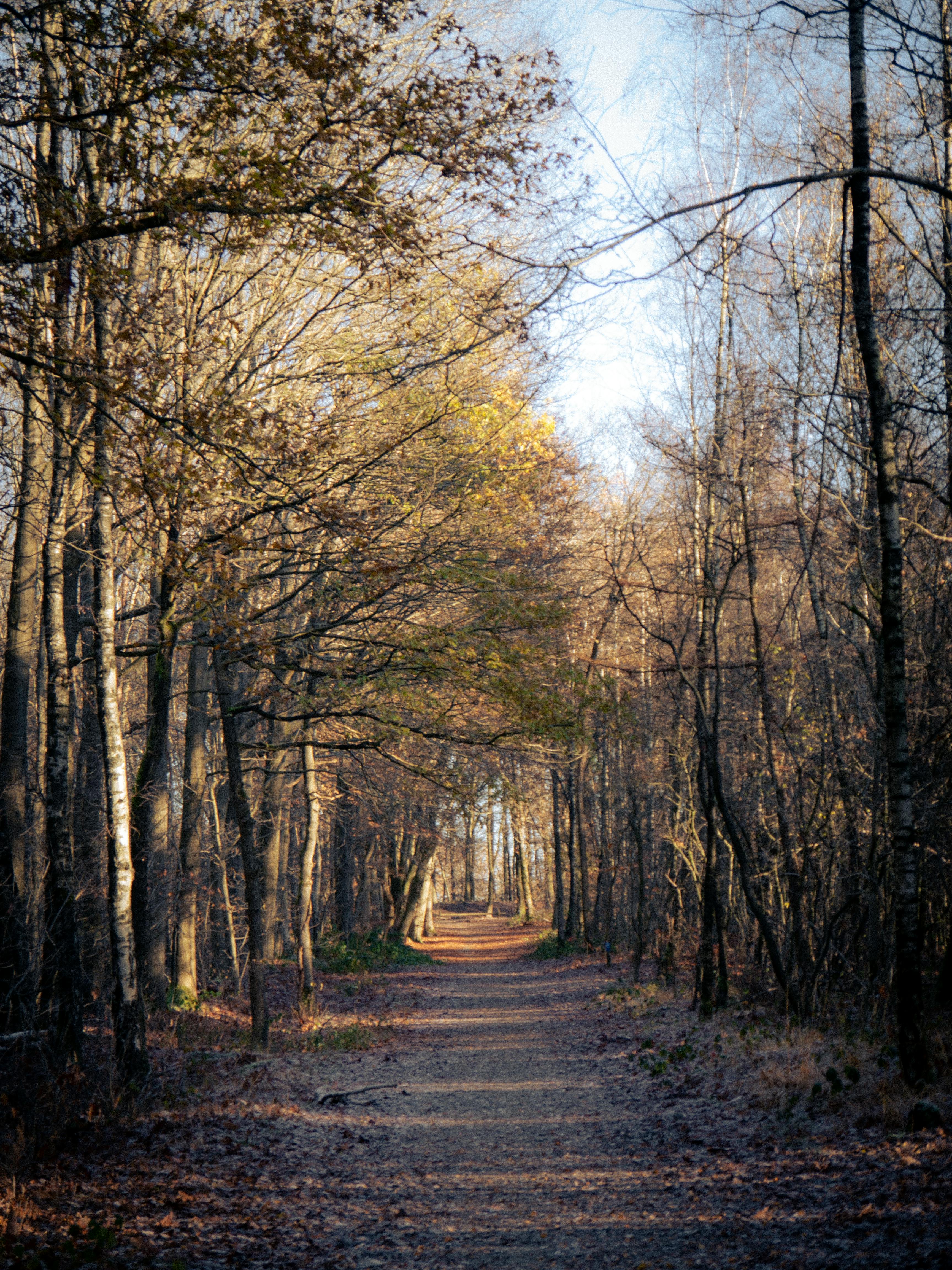 Photo gratuite de allée, arbres, fond d'écran mobile, forêt, nature ...