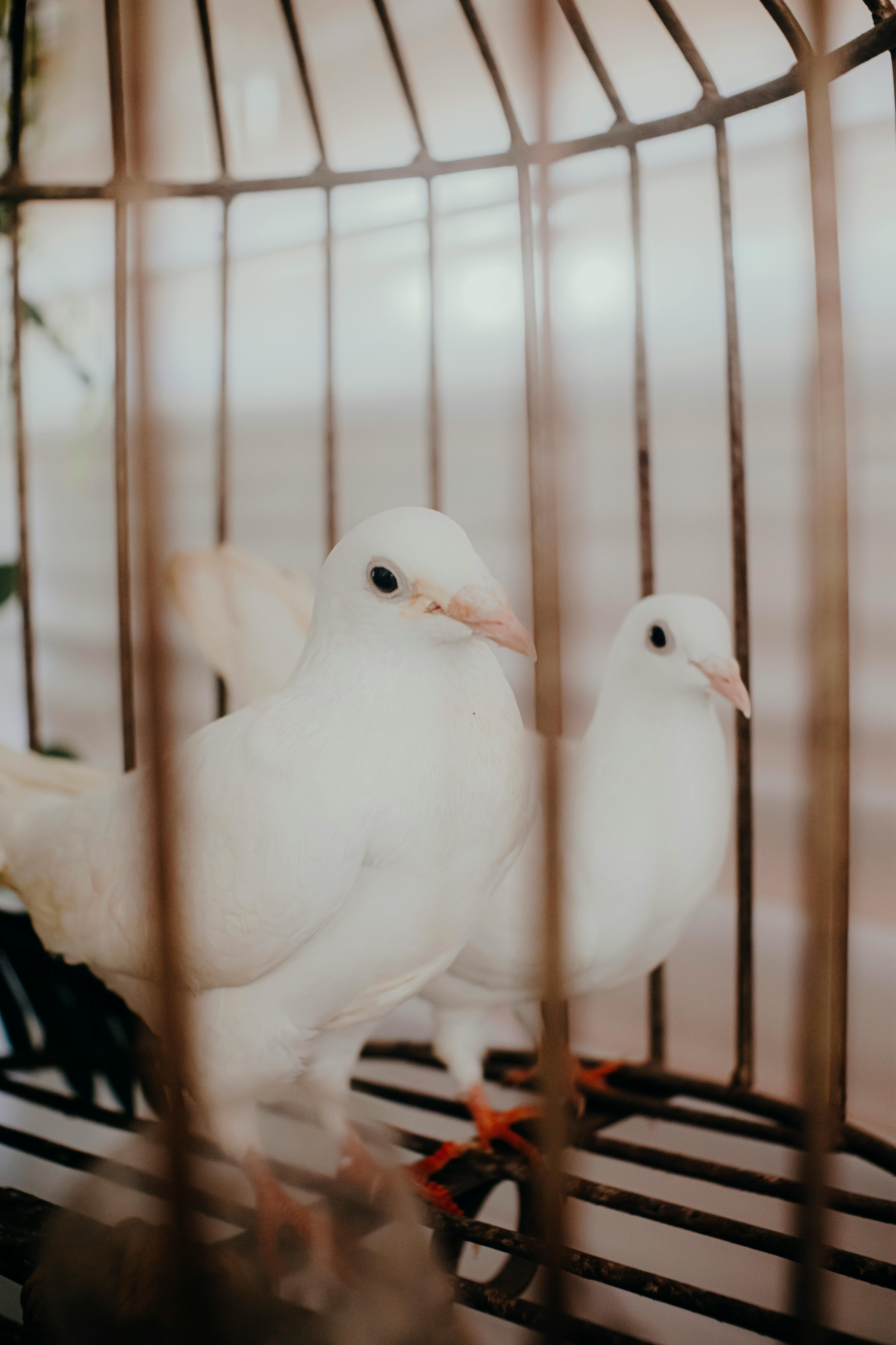 Pet Doves Photos, Download The BEST Free Pet Doves Stock Photos & HD Images