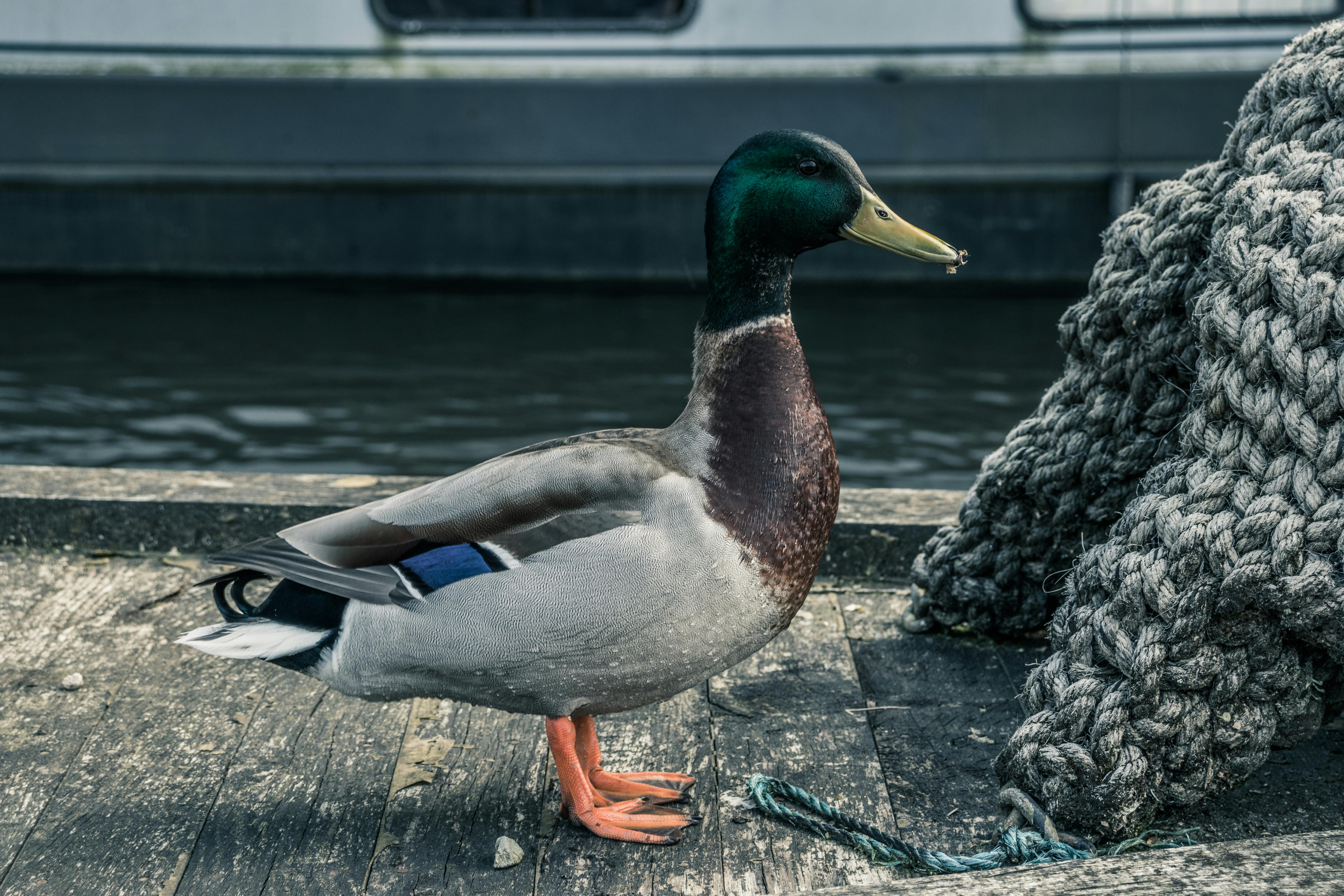 Standing Duck on Promenade · Free Stock Photo