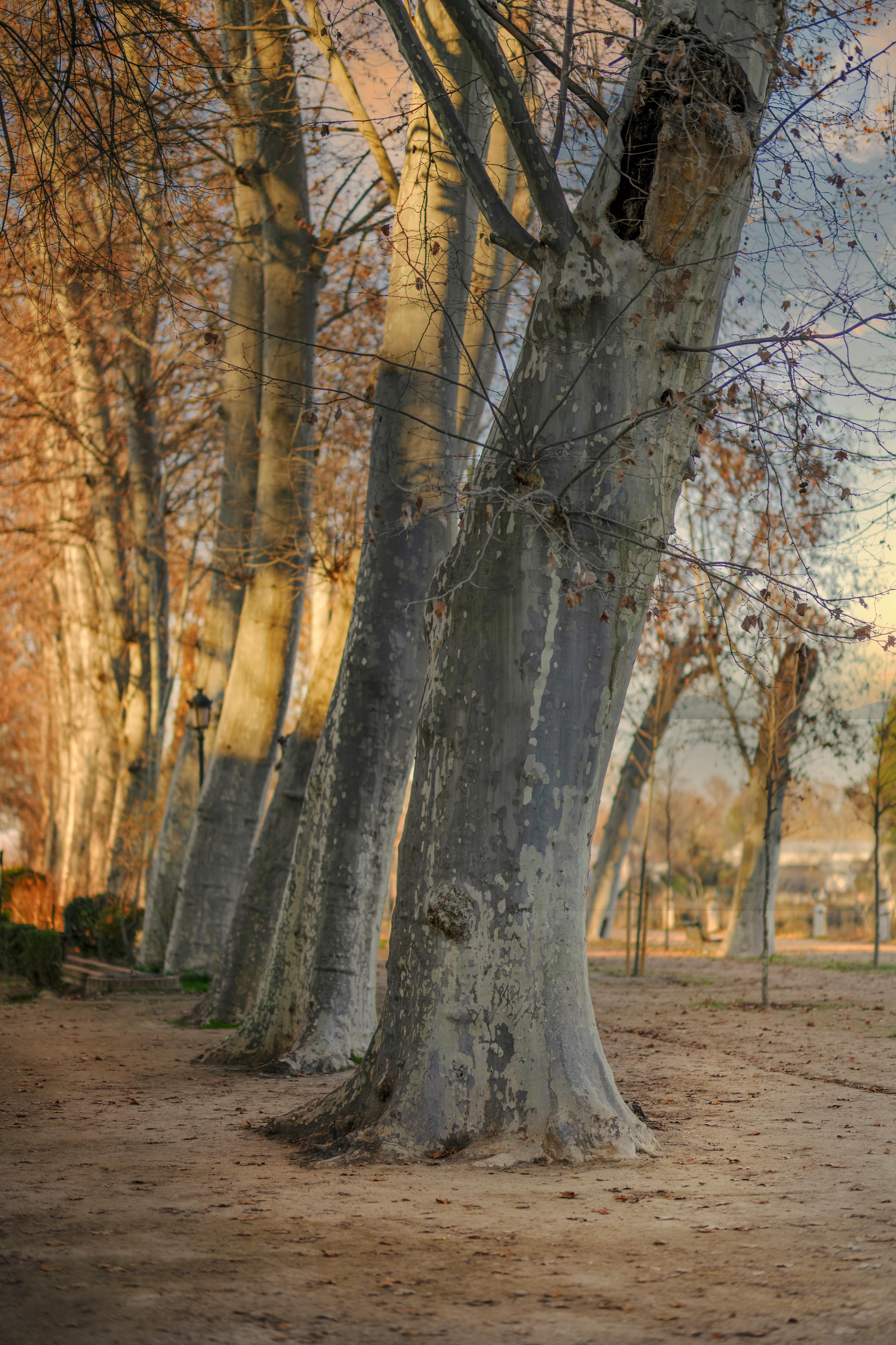 Trees on Sand · Free Stock Photo