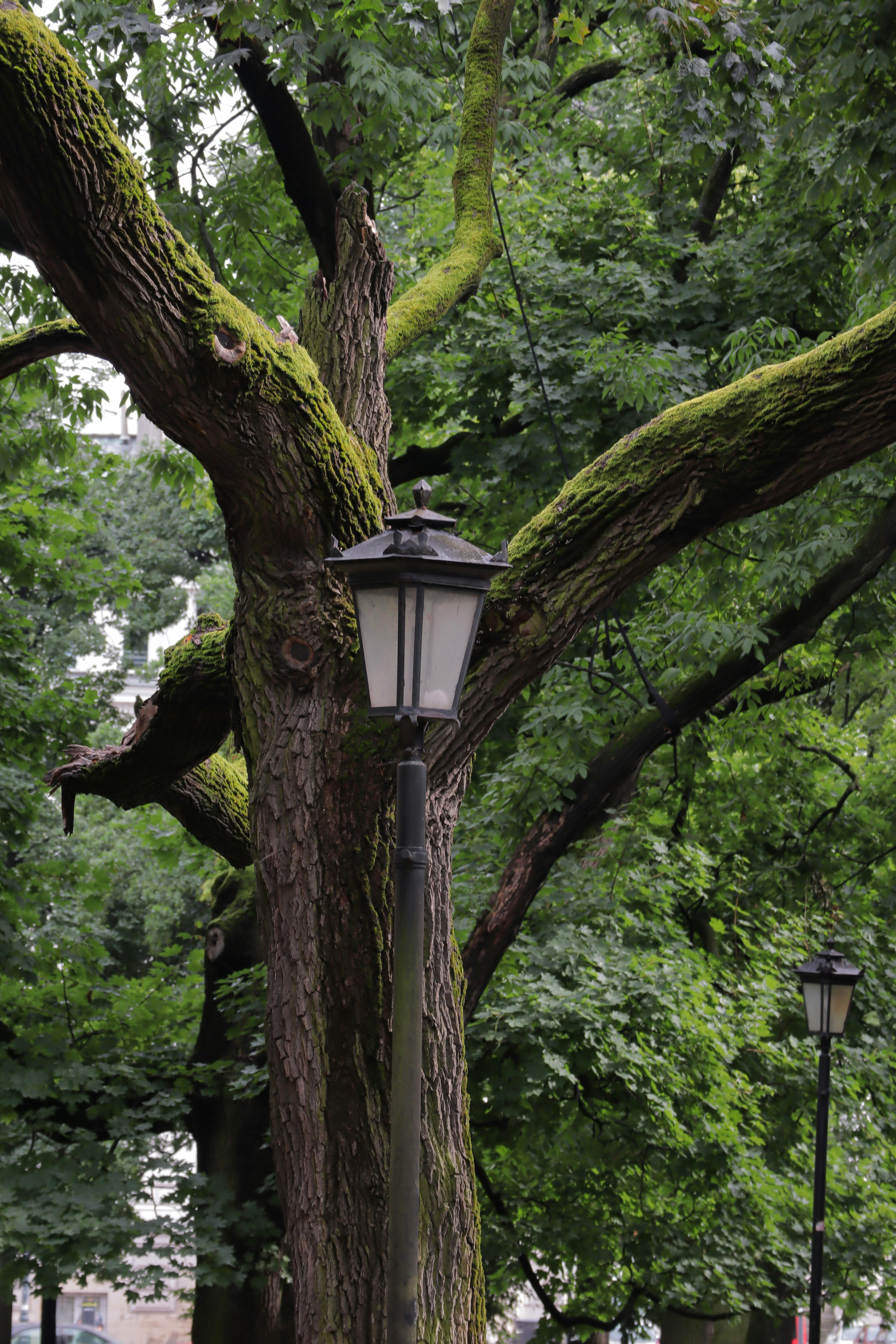 Photography of Black Metal Post Lamp During Night Time · Free Stock Photo