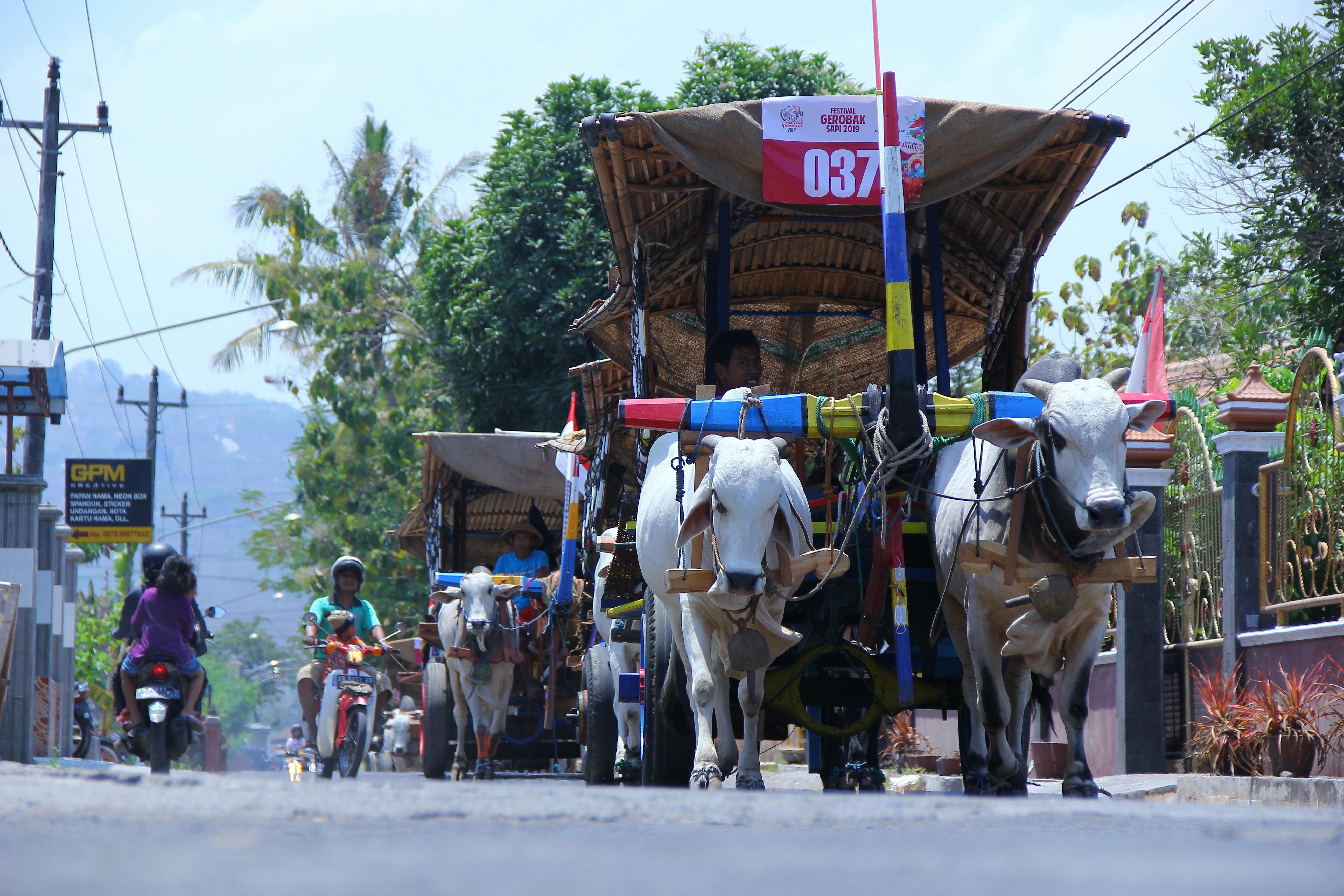 People Riding on Ox Cart · Free Stock Photo