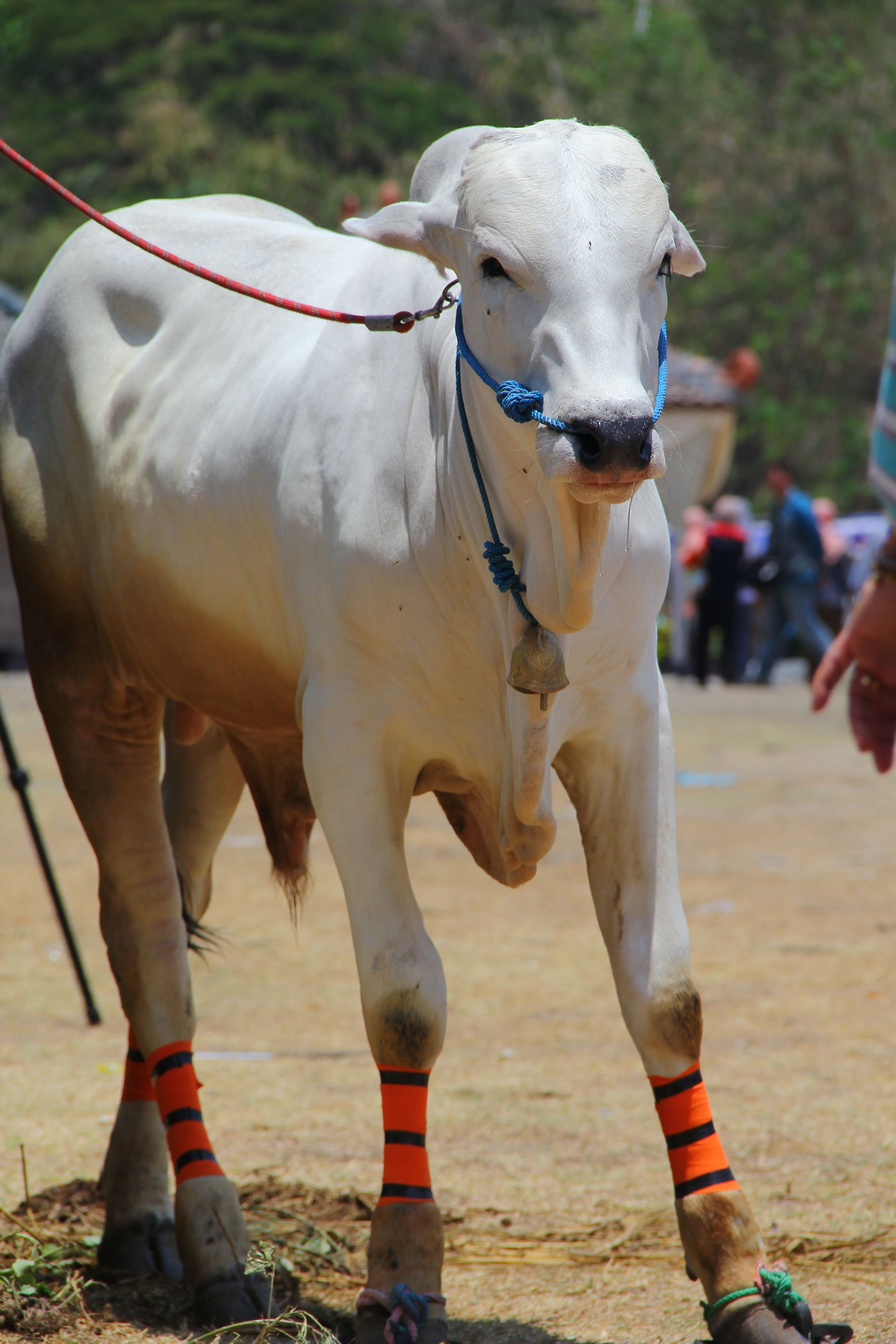 Close-Up Shot of an Ongole Cattle · Free Stock Photo