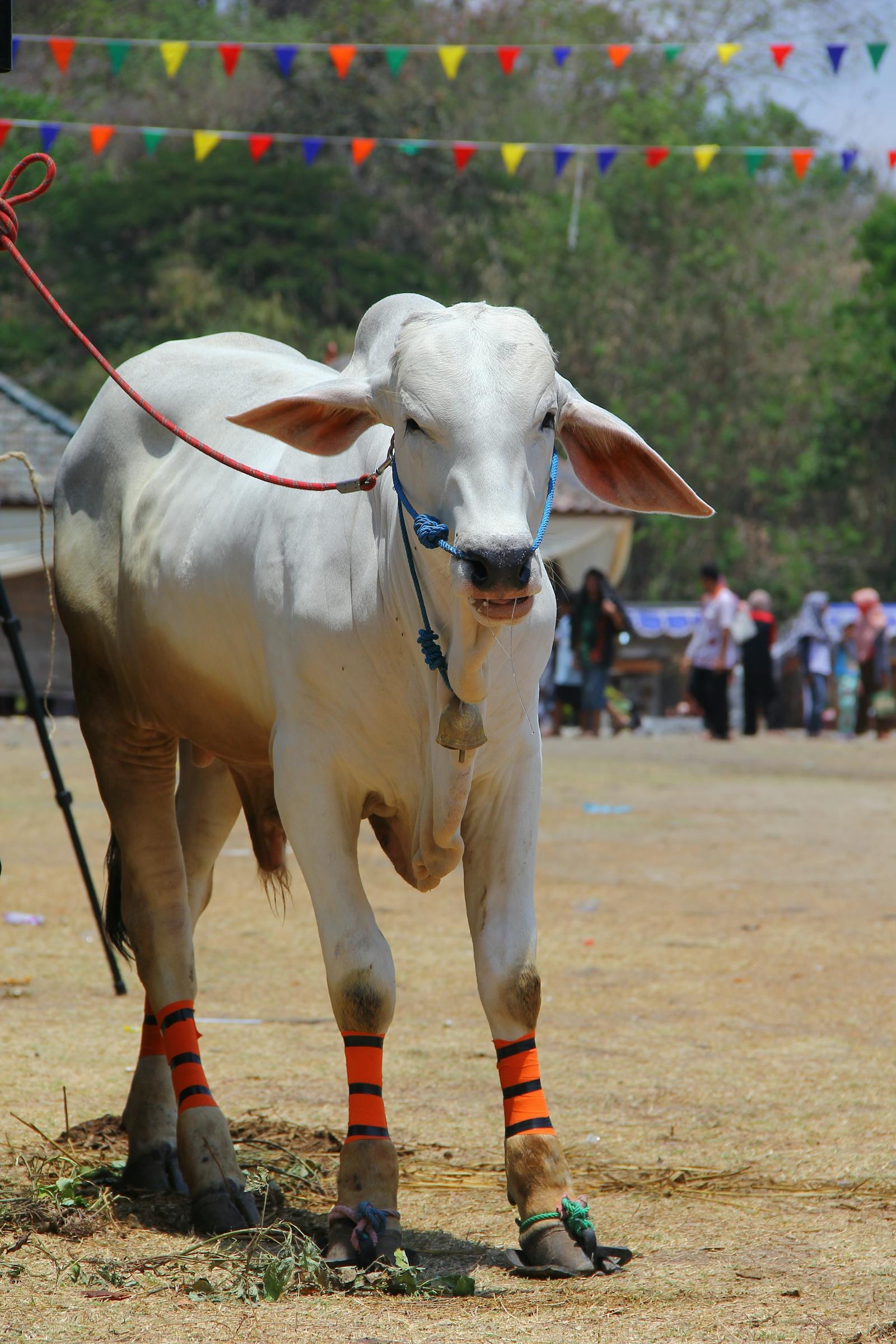 Ongole Cattle Photos, Download The BEST Free Ongole Cattle Stock Photos ...