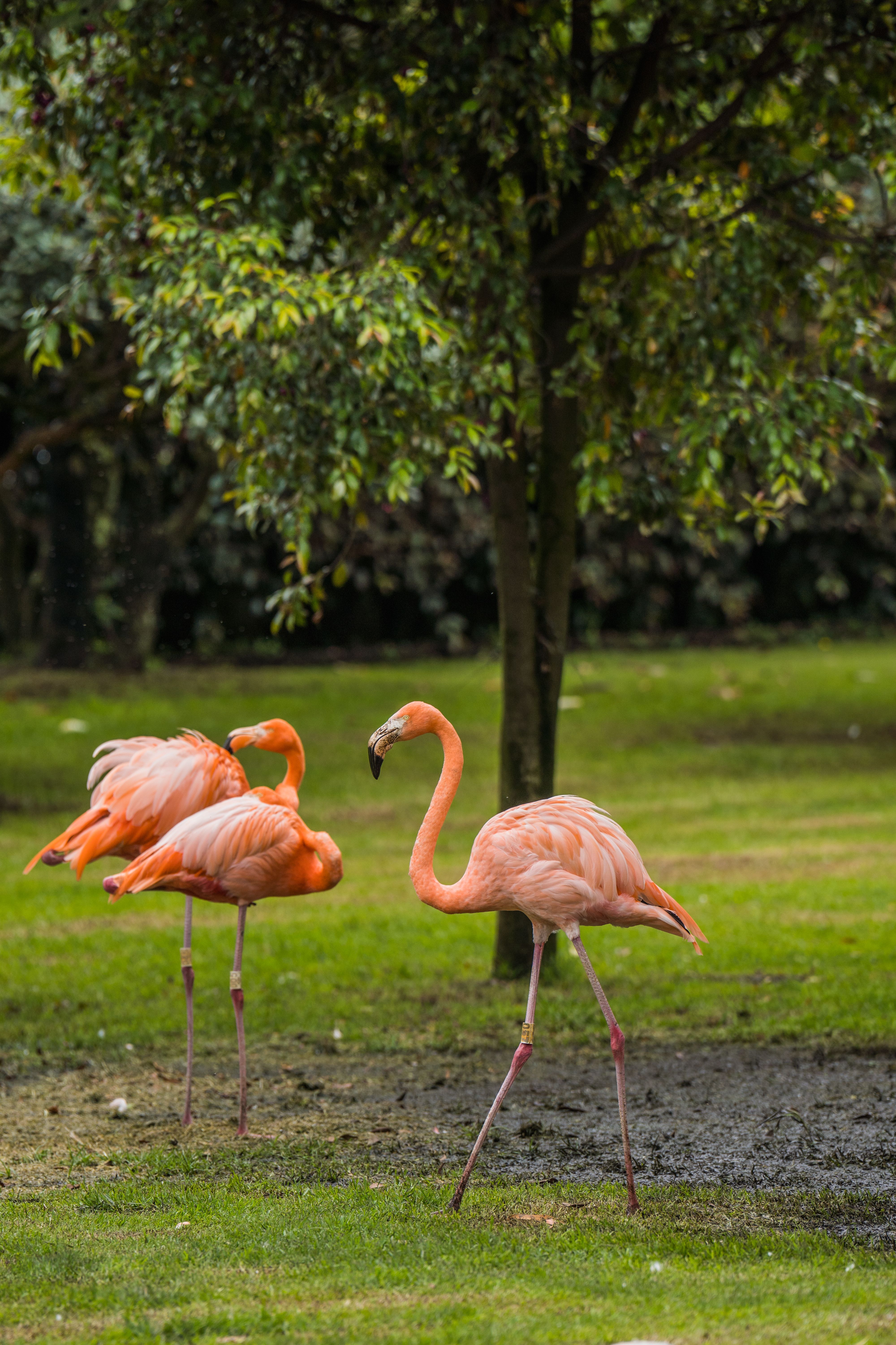 Flamingos near Tree · Free Stock Photo