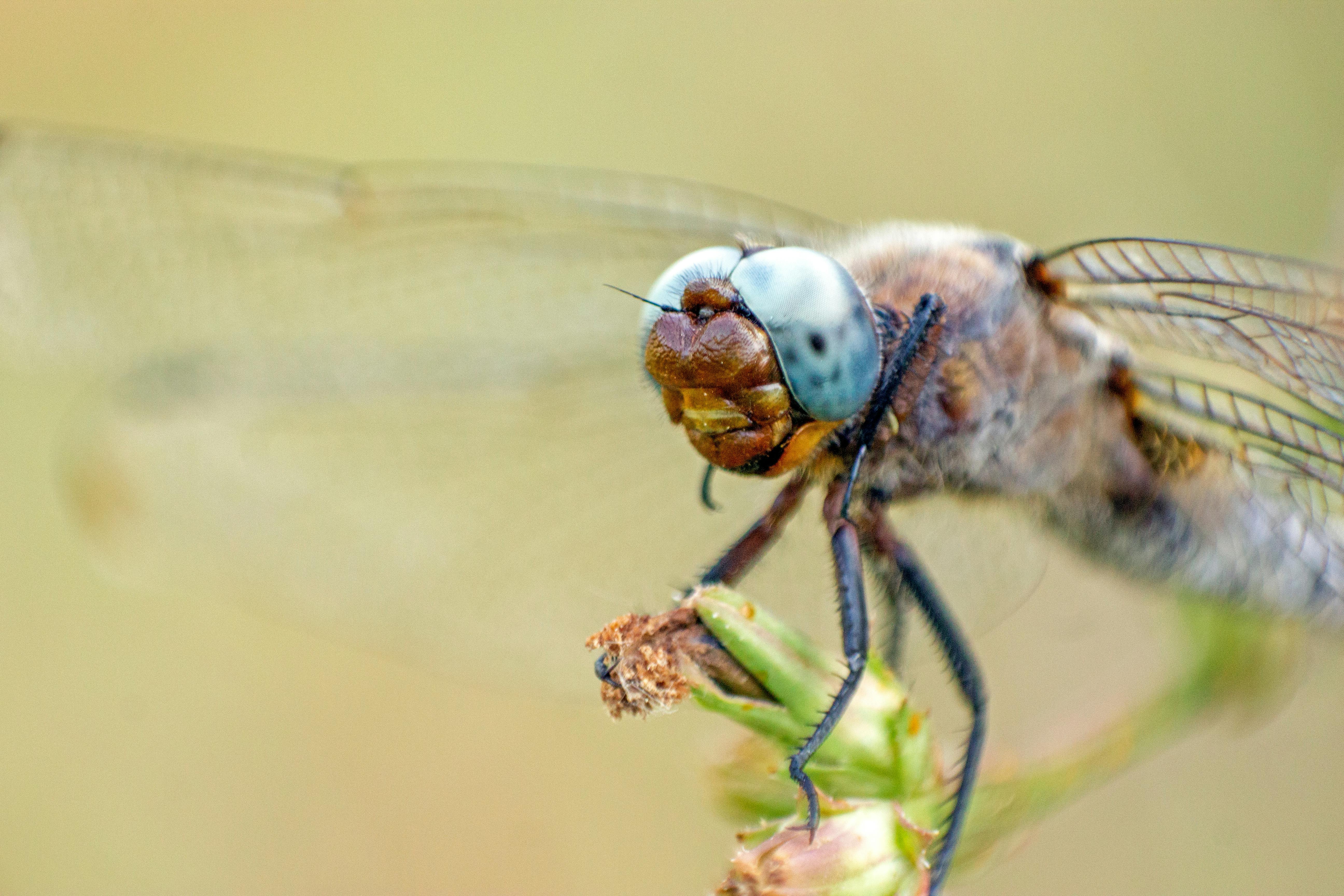Foto de stock gratuita sobre @al aire libre, ala de libélula, alas ...