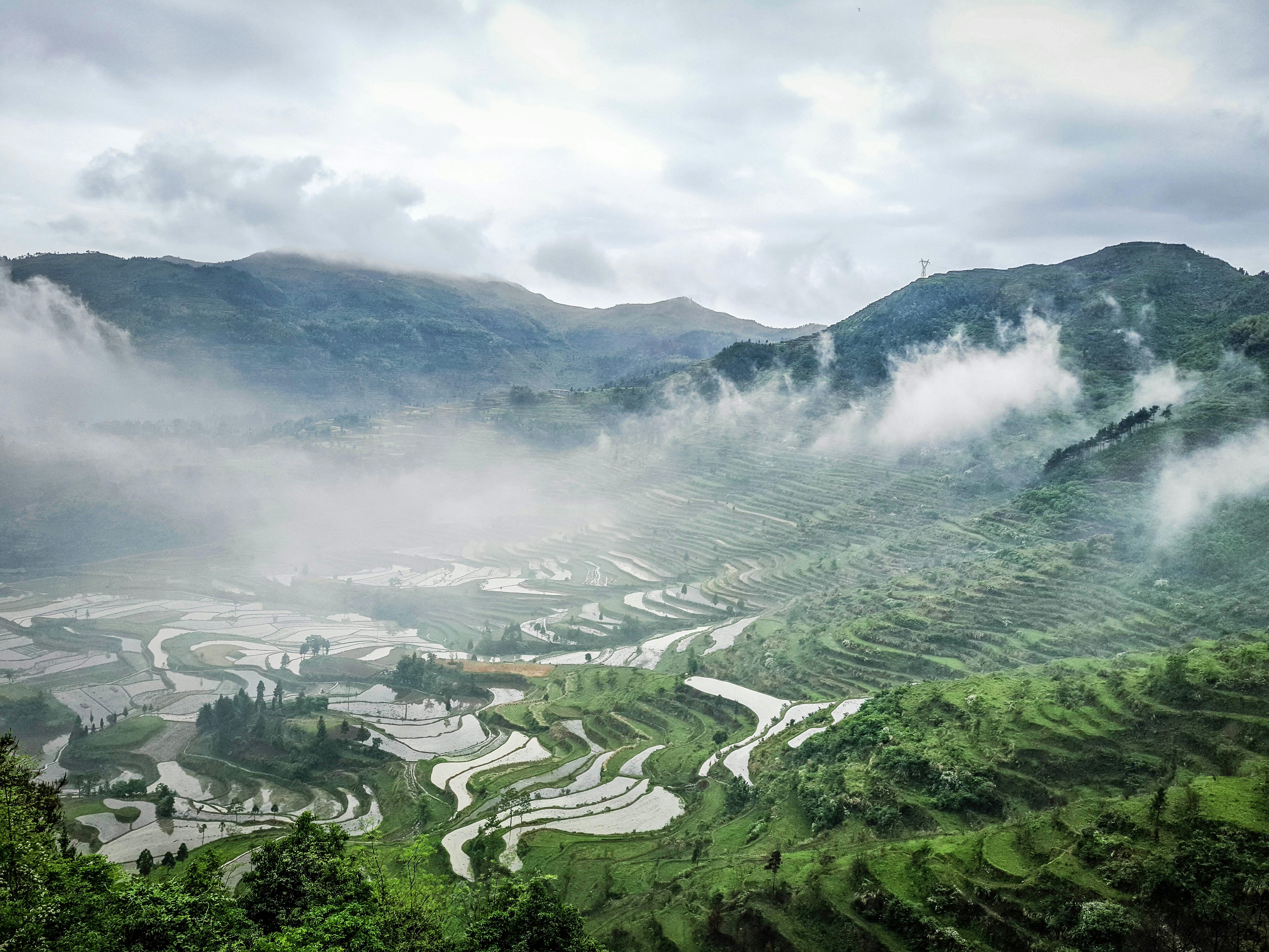 Scenic View of Rice Paddy · Free Stock Photo