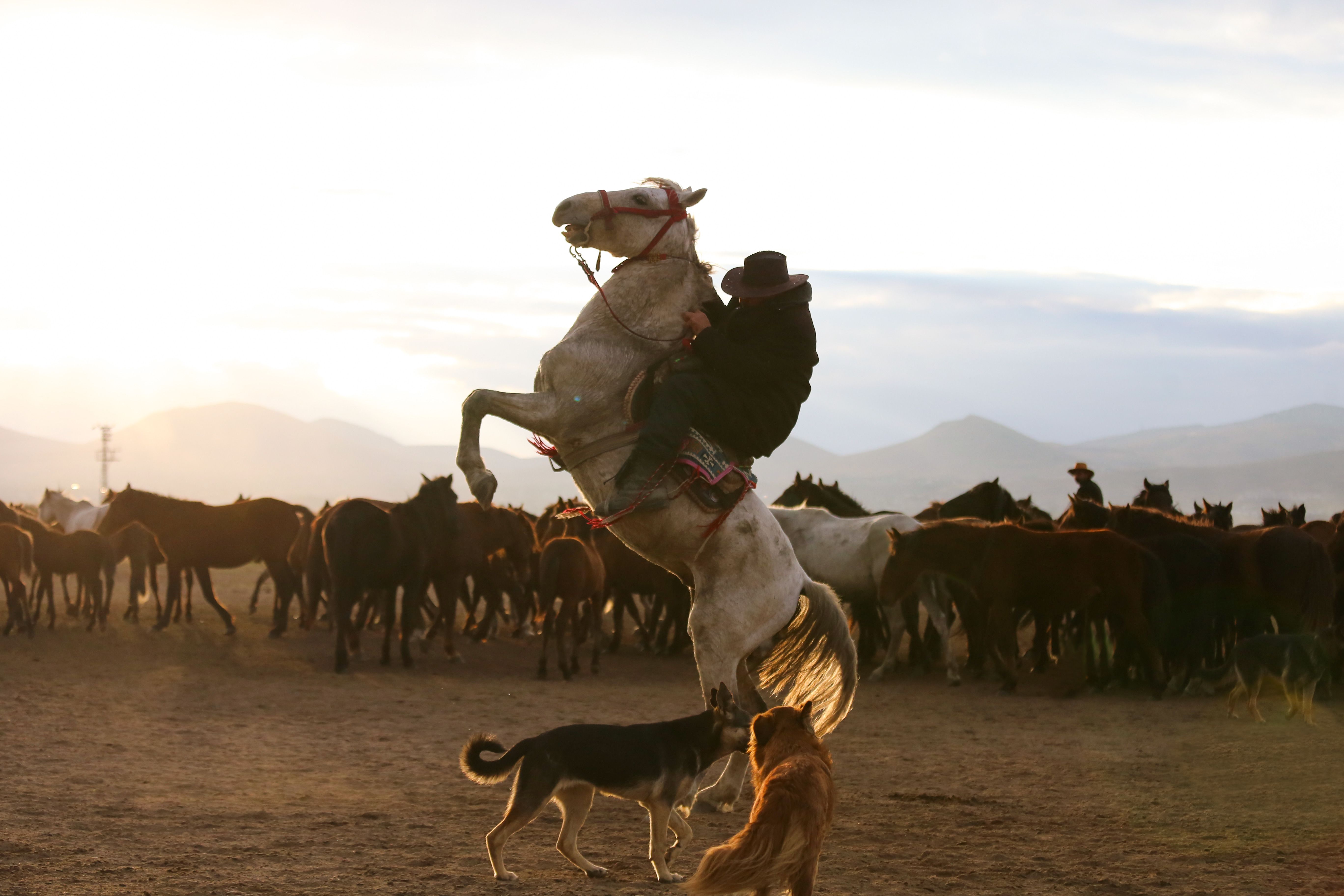 Texas Cowboy Photos, Download The BEST Free Texas Cowboy Stock Photos ...