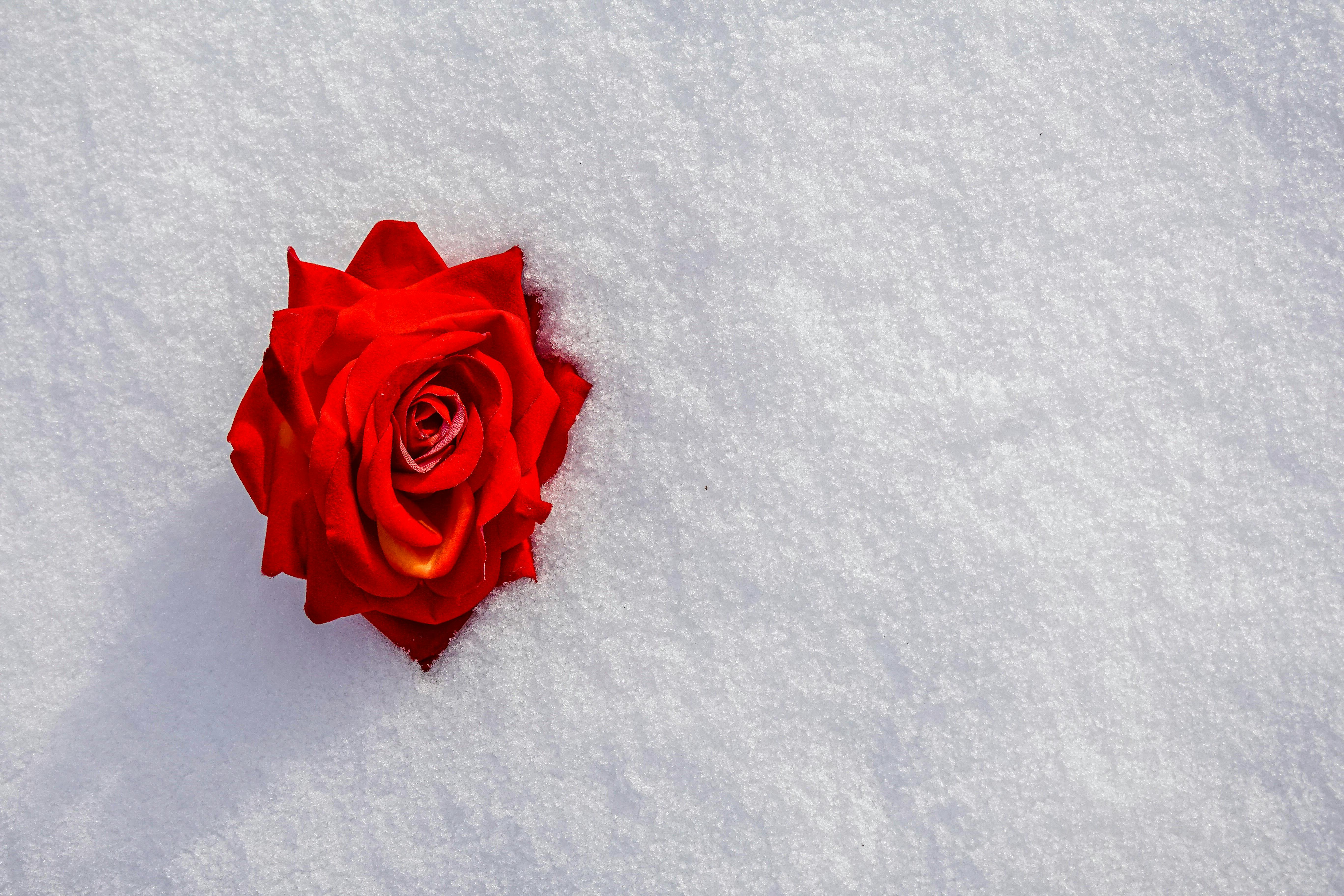 A Red Rose on the Snow · Free Stock Photo