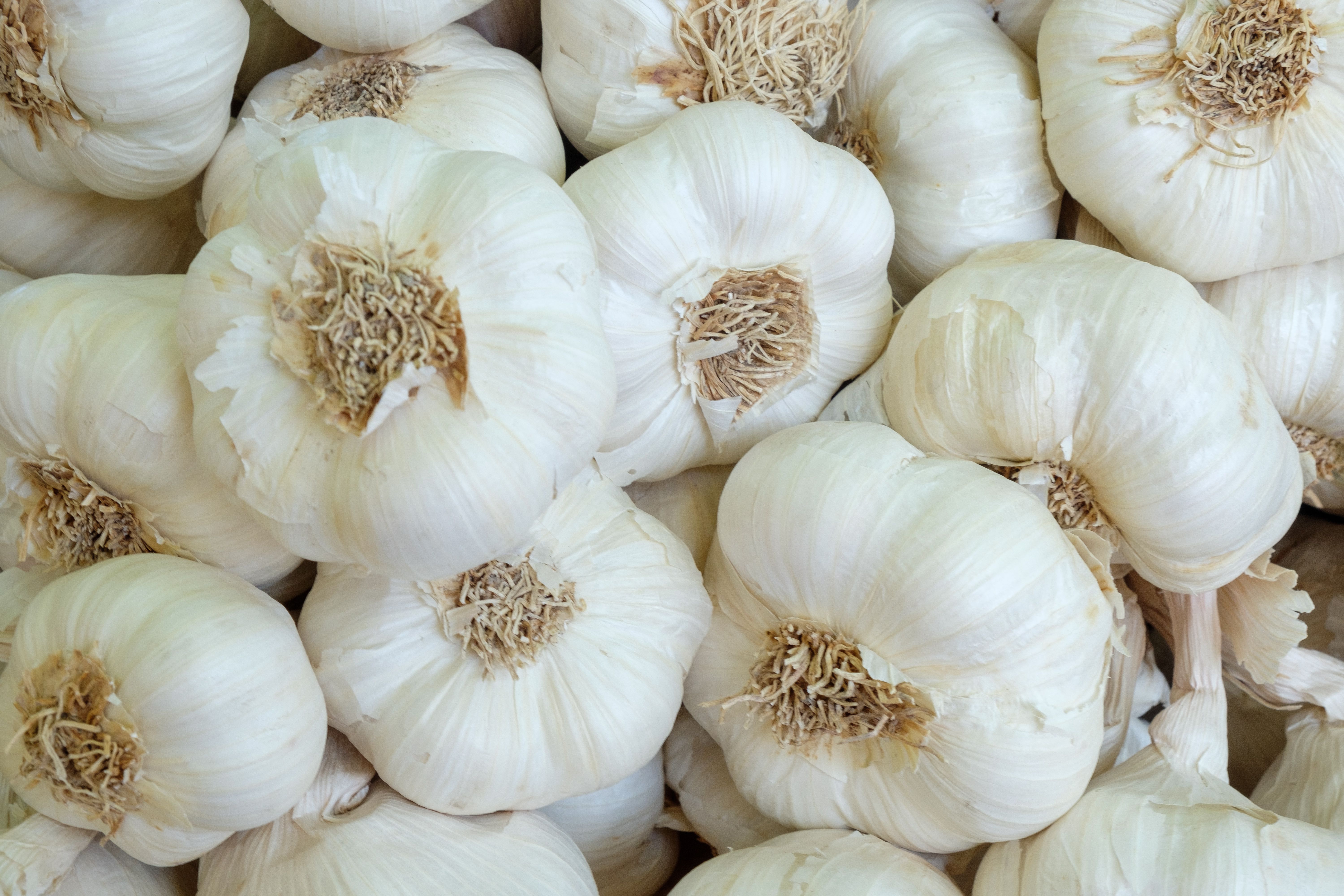Close-up of Garlic Bulbs · Free Stock Photo