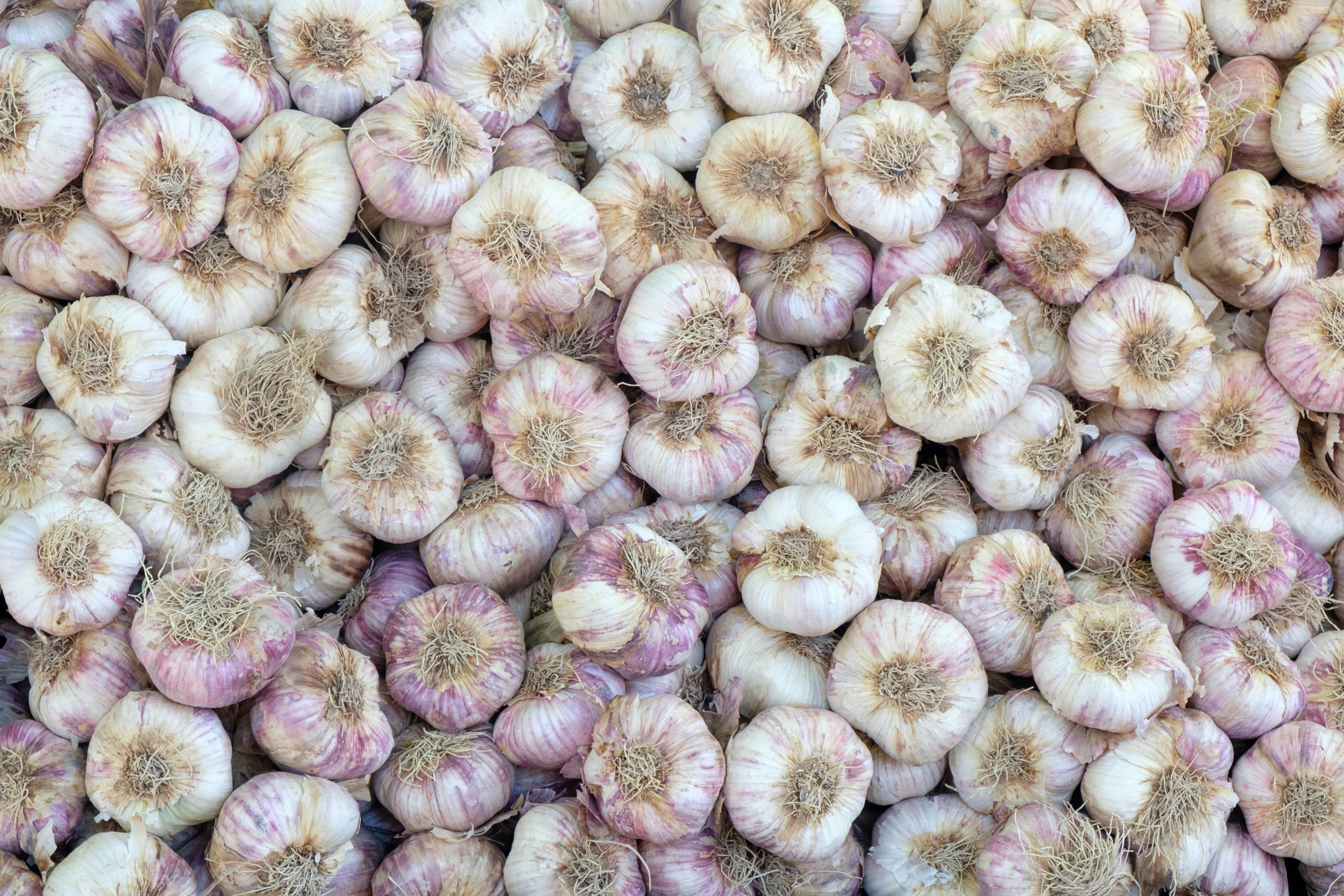 Foto de stock gratuita sobre fotos 4k, agricultura, ajo, ajo blanco ...