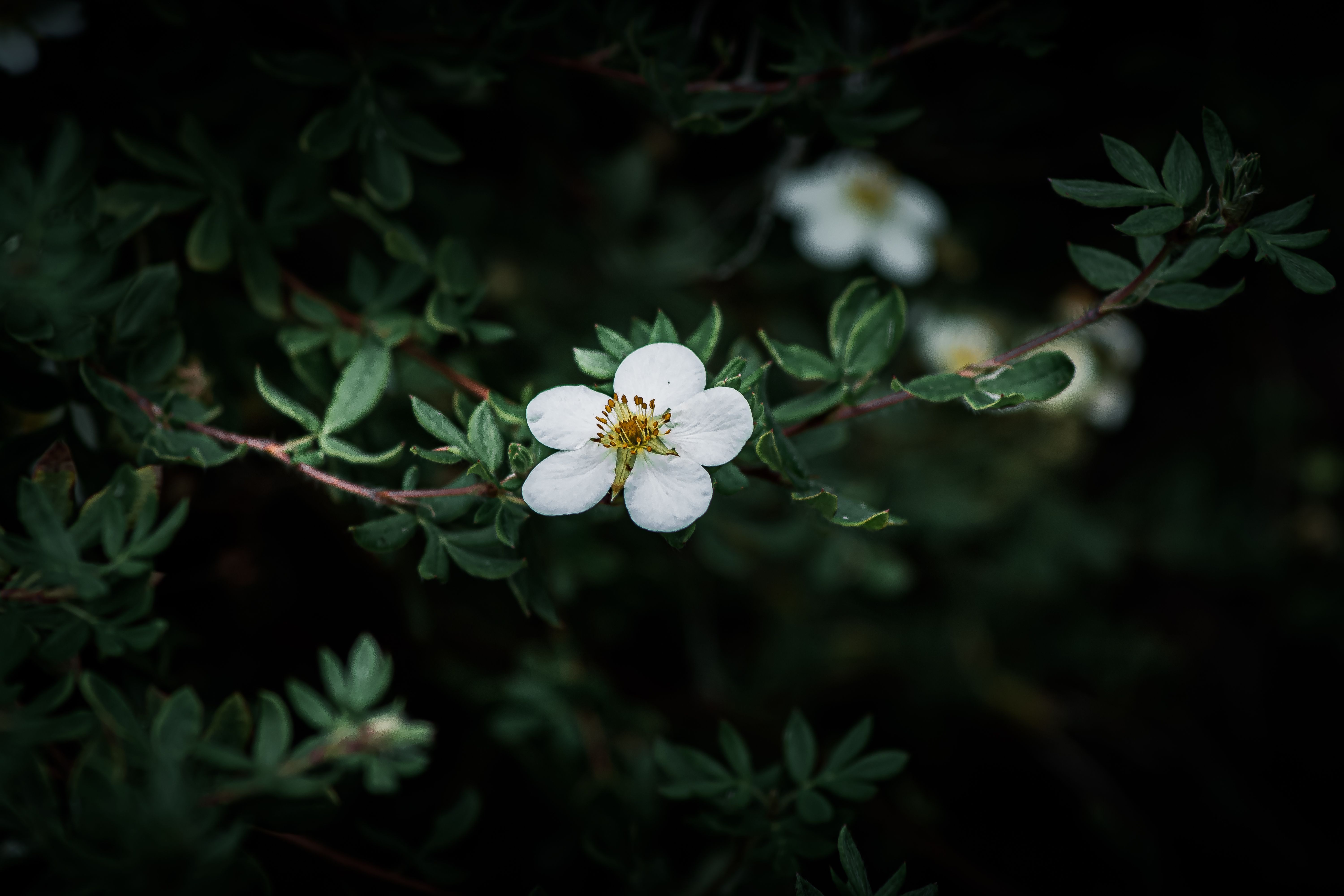 Flowering Quince Photos, Download The BEST Free Flowering Quince Stock ...