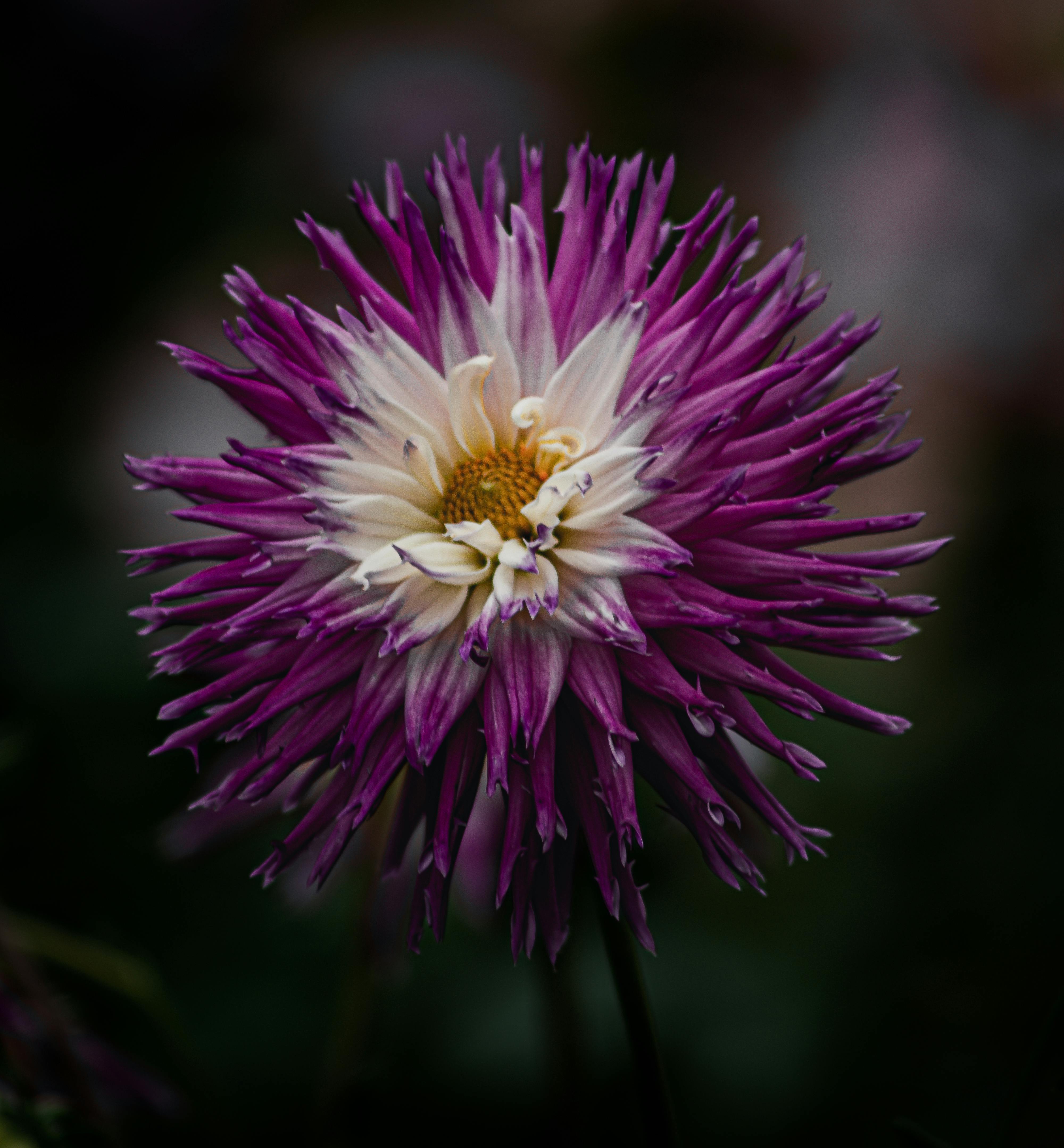 Three Purple Flowers · Free Stock Photo