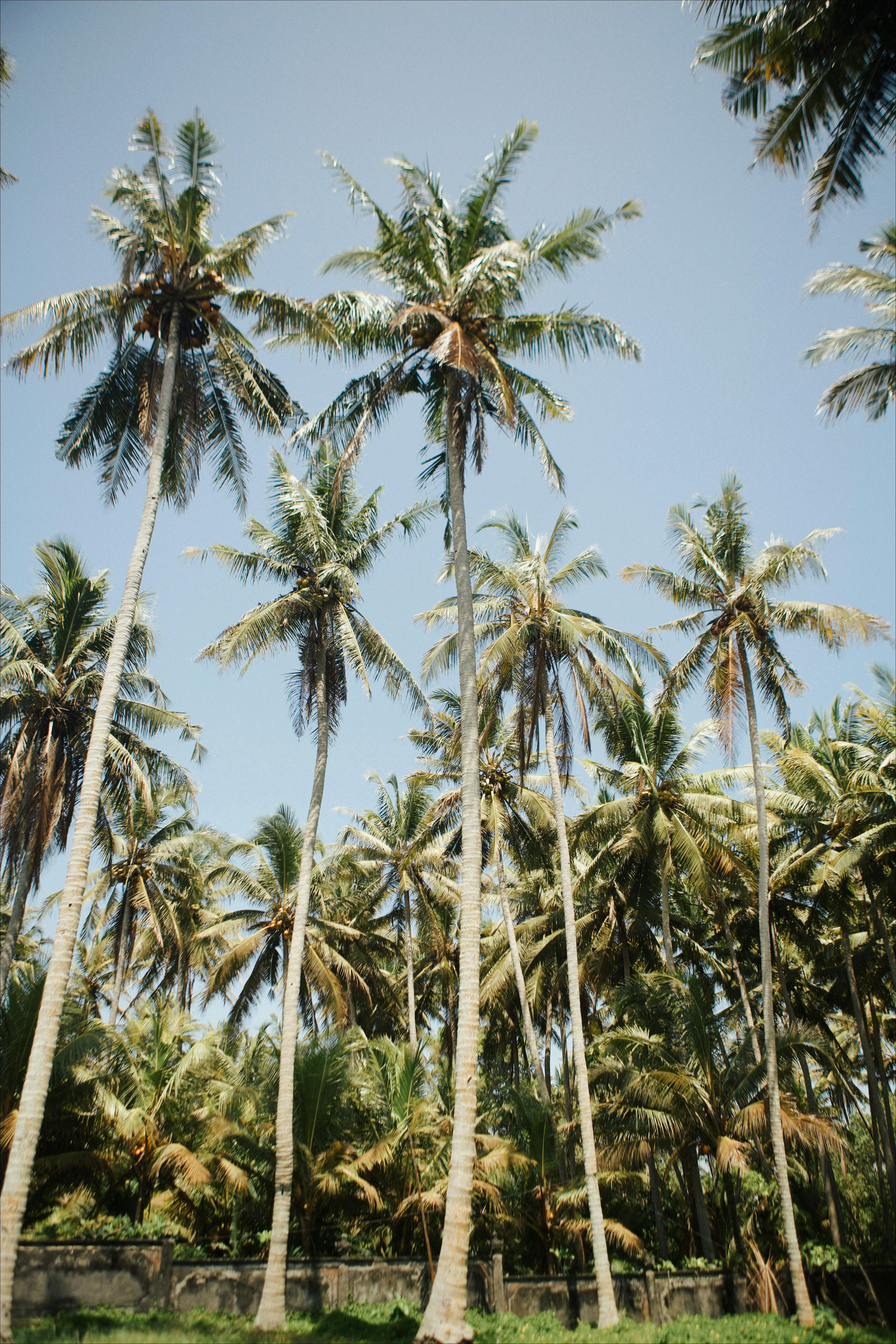 Palm leaves on tree against cloudy sky · Free Stock Photo