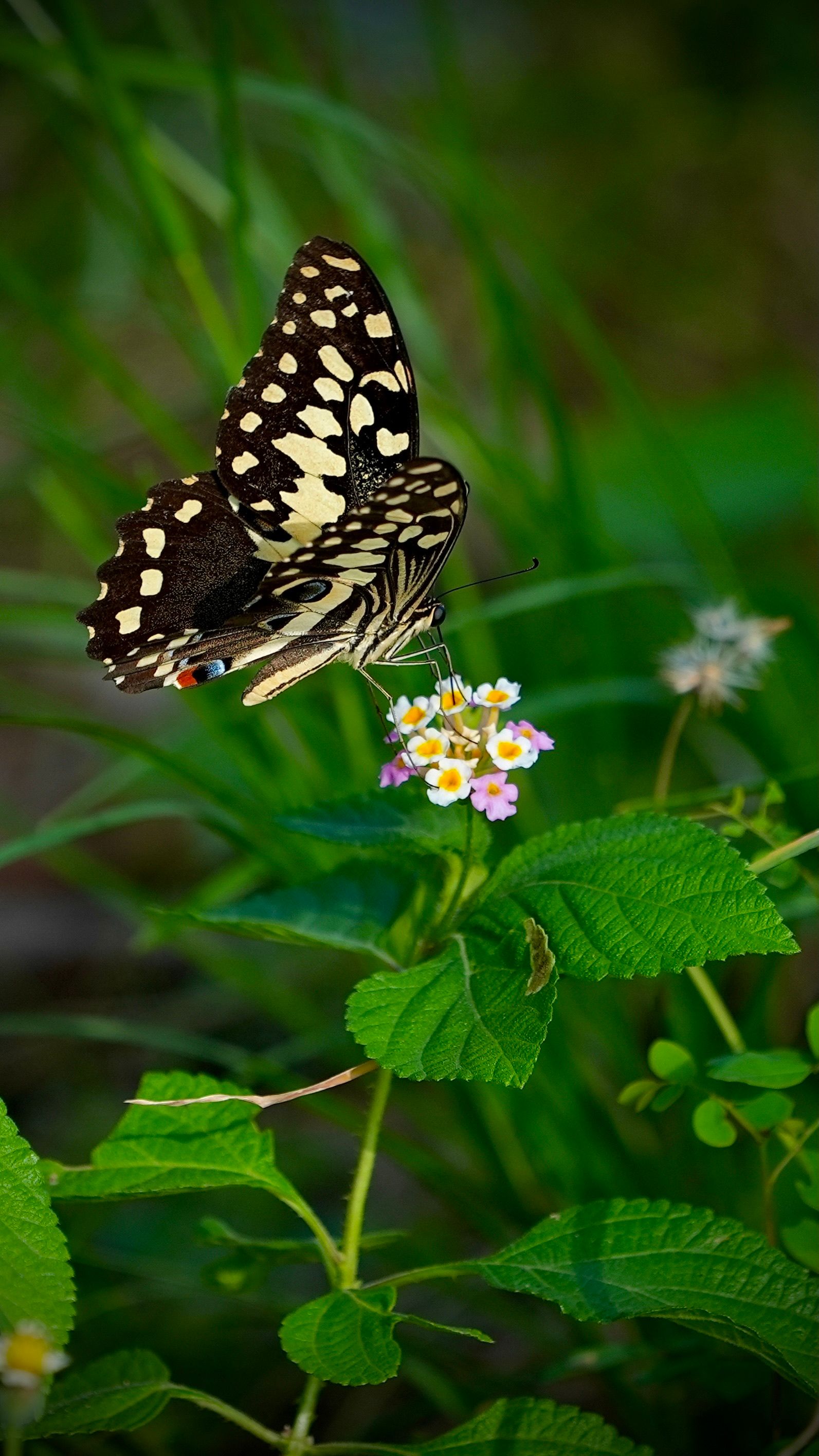 Insect Criceynature Photos, Download The BEST Free Insect Criceynature ...