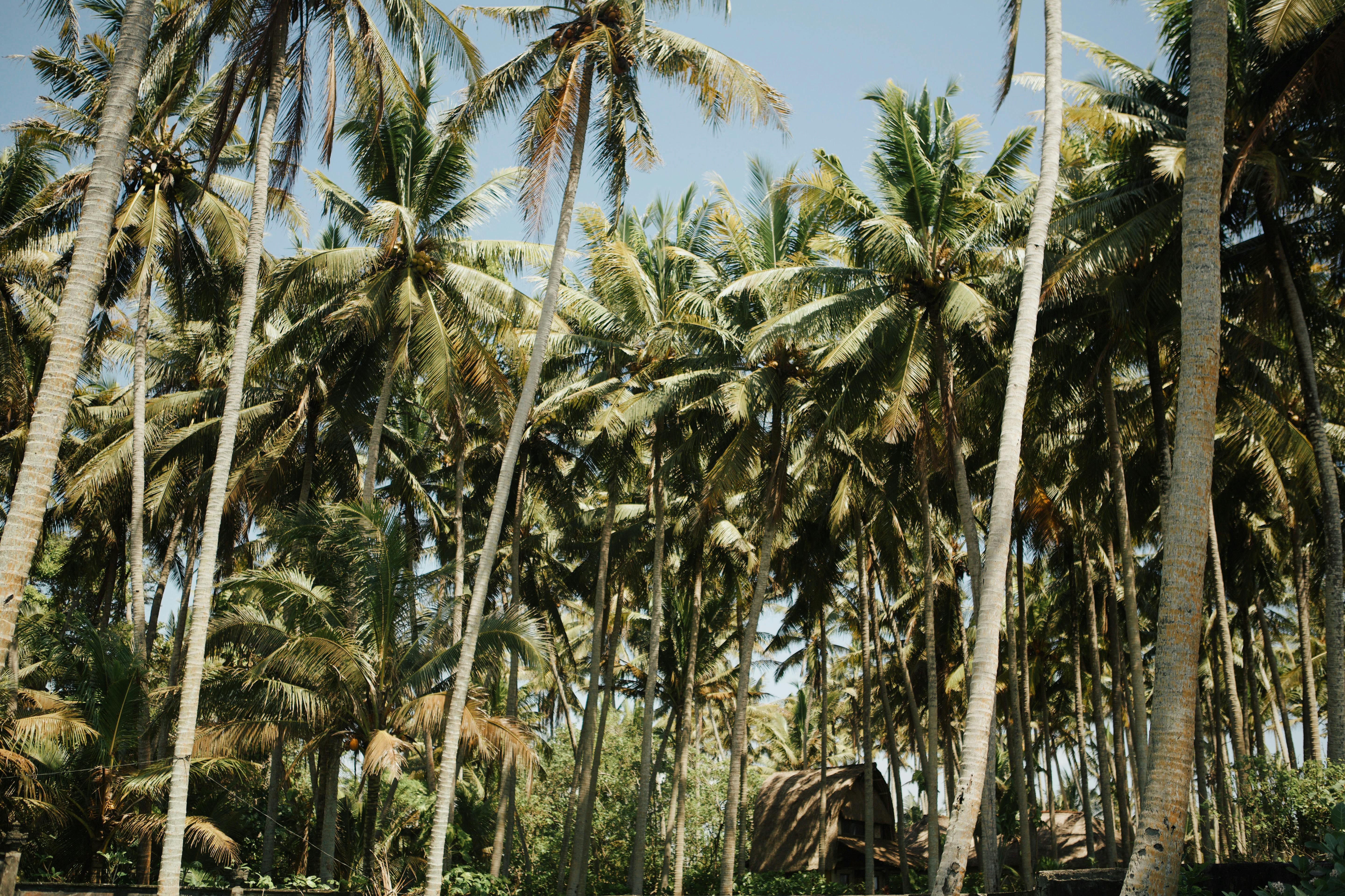 House Under Coconut Trees · Free Stock Photo