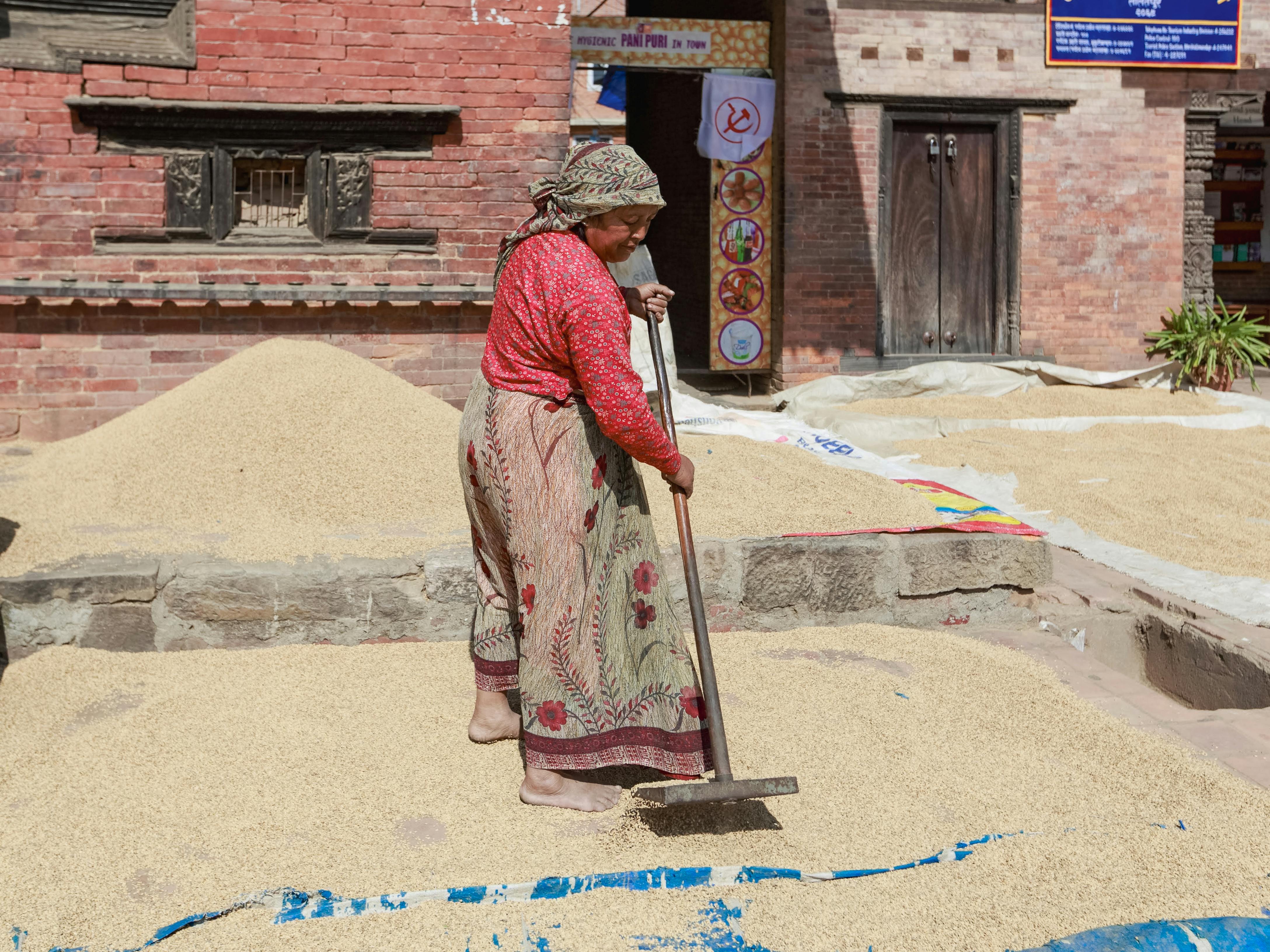 Woman Drying Crop Grains · Free Stock Photo