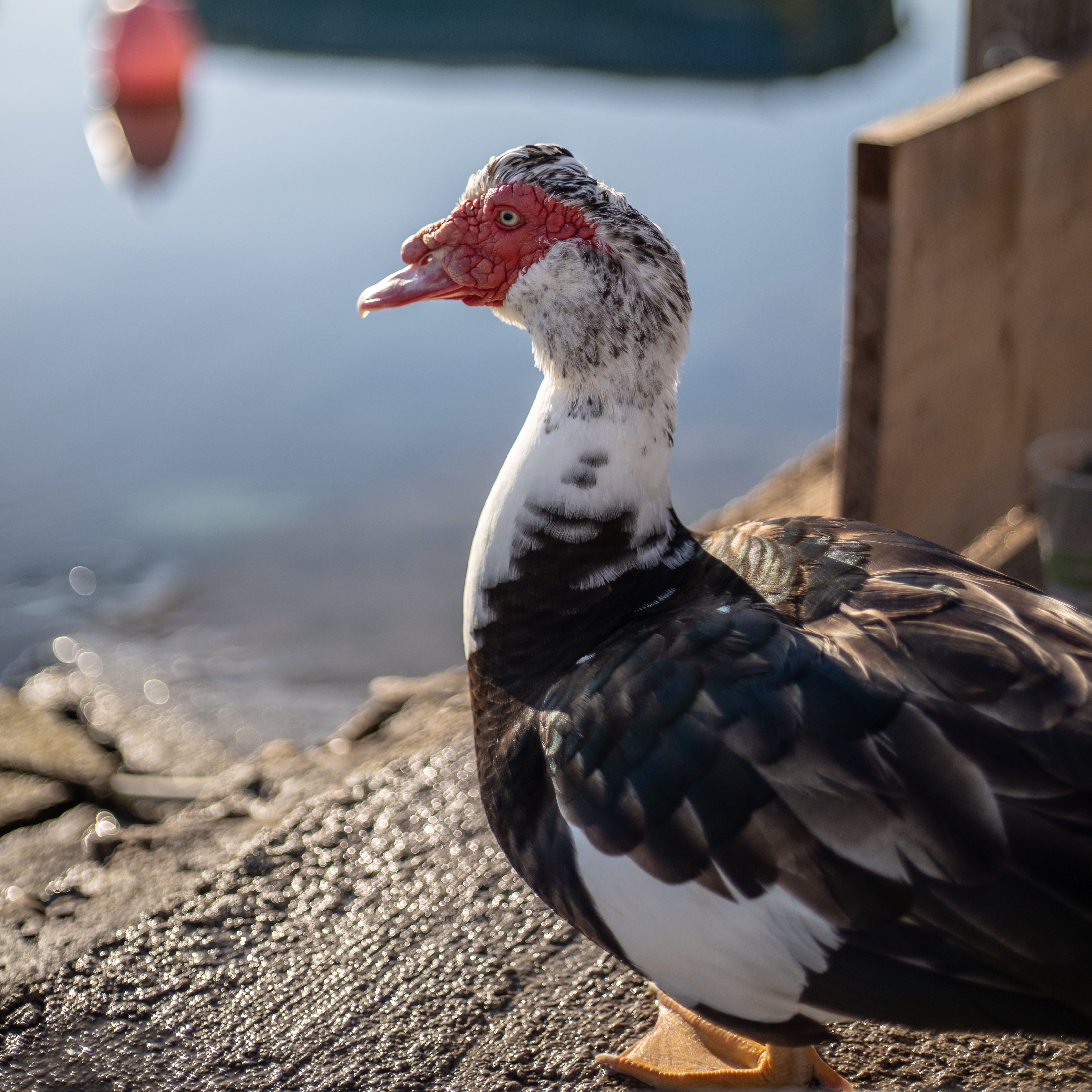 Close-Up Photo of a Muscovy Duck's Head · Free Stock Photo