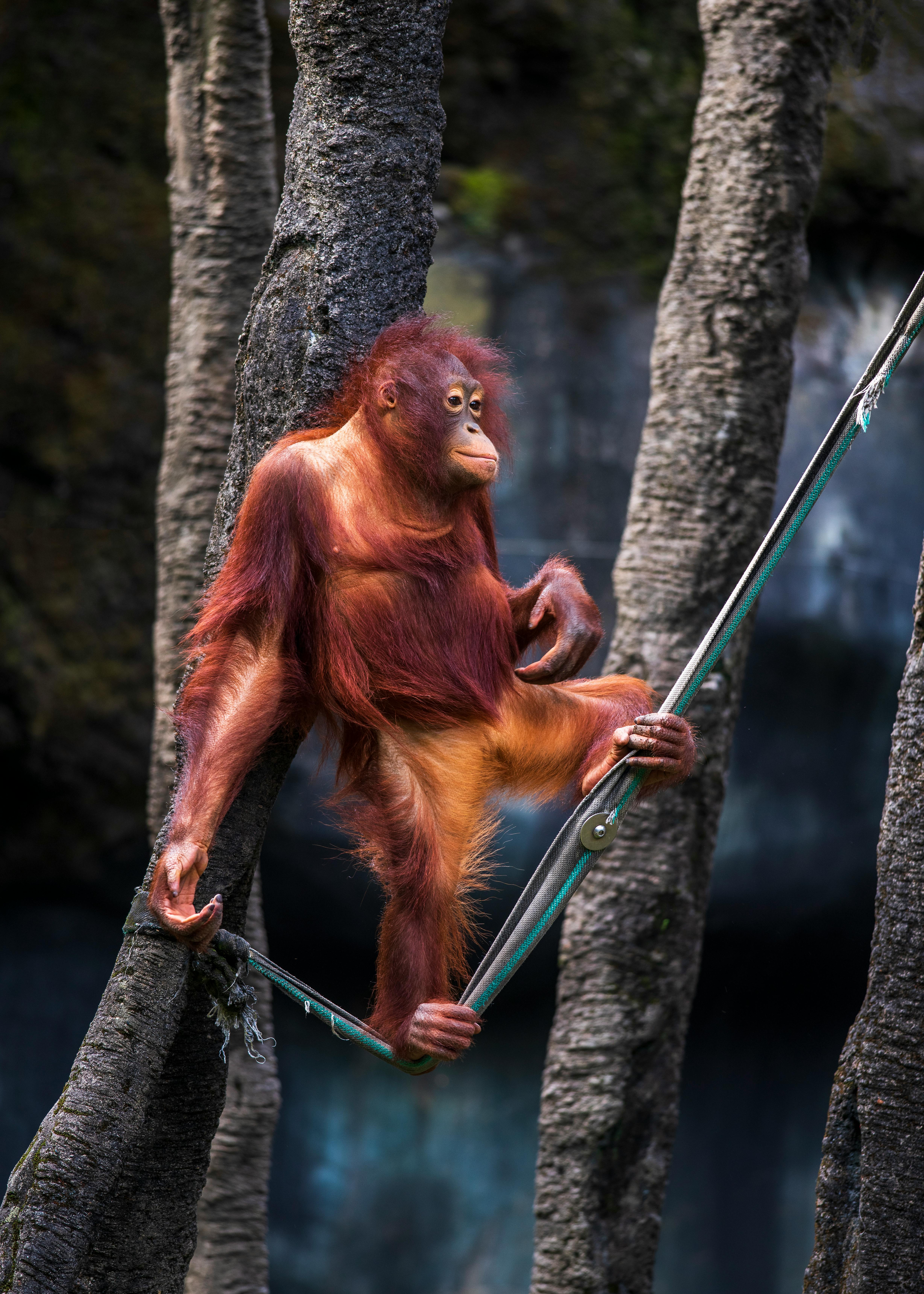 Monkey on Rope among Trees · Free Stock Photo