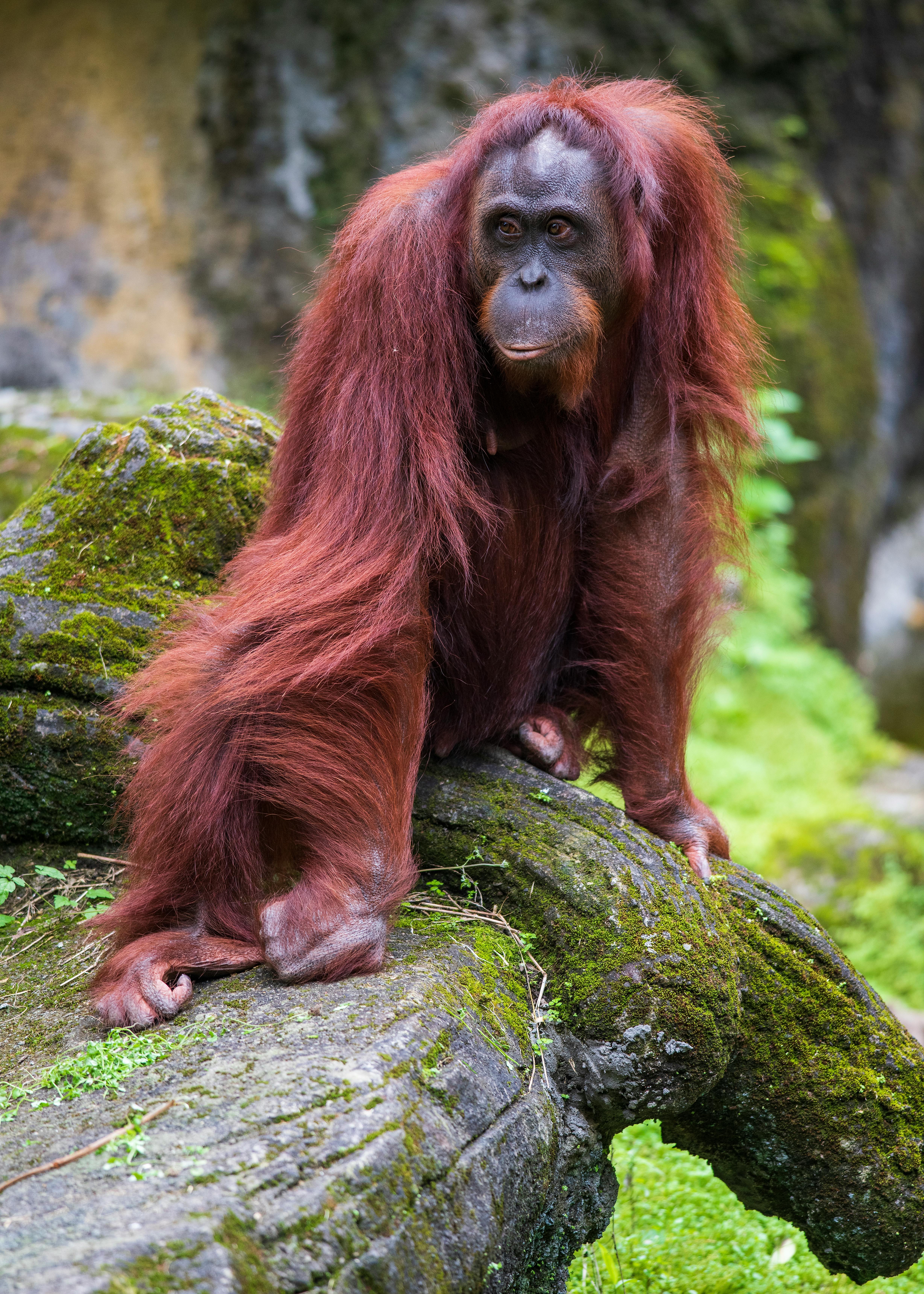 Primates In Zoos Photos, Download The BEST Free Primates In Zoos Stock ...