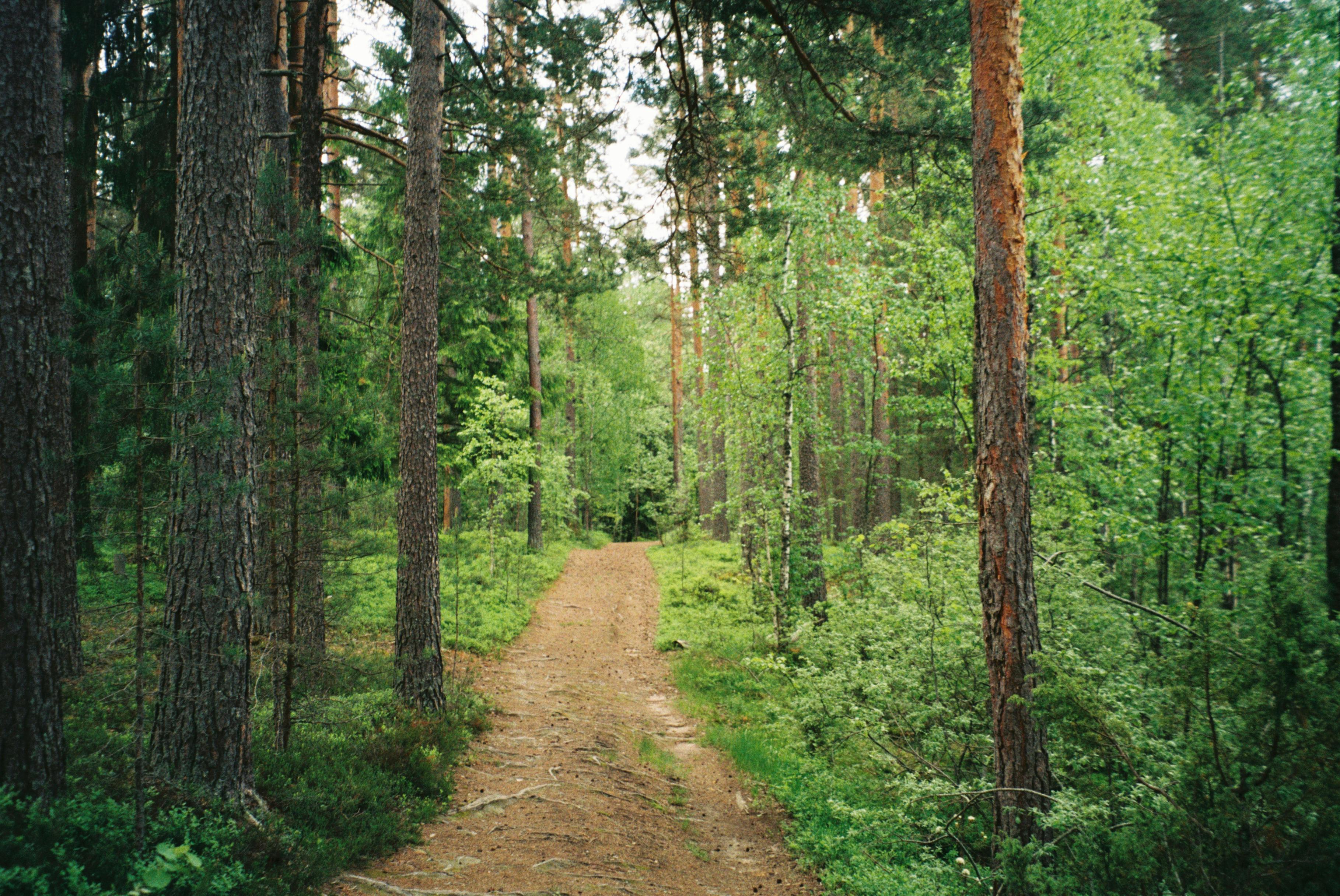 Dirt Road through Forest in Summer · Free Stock Photo