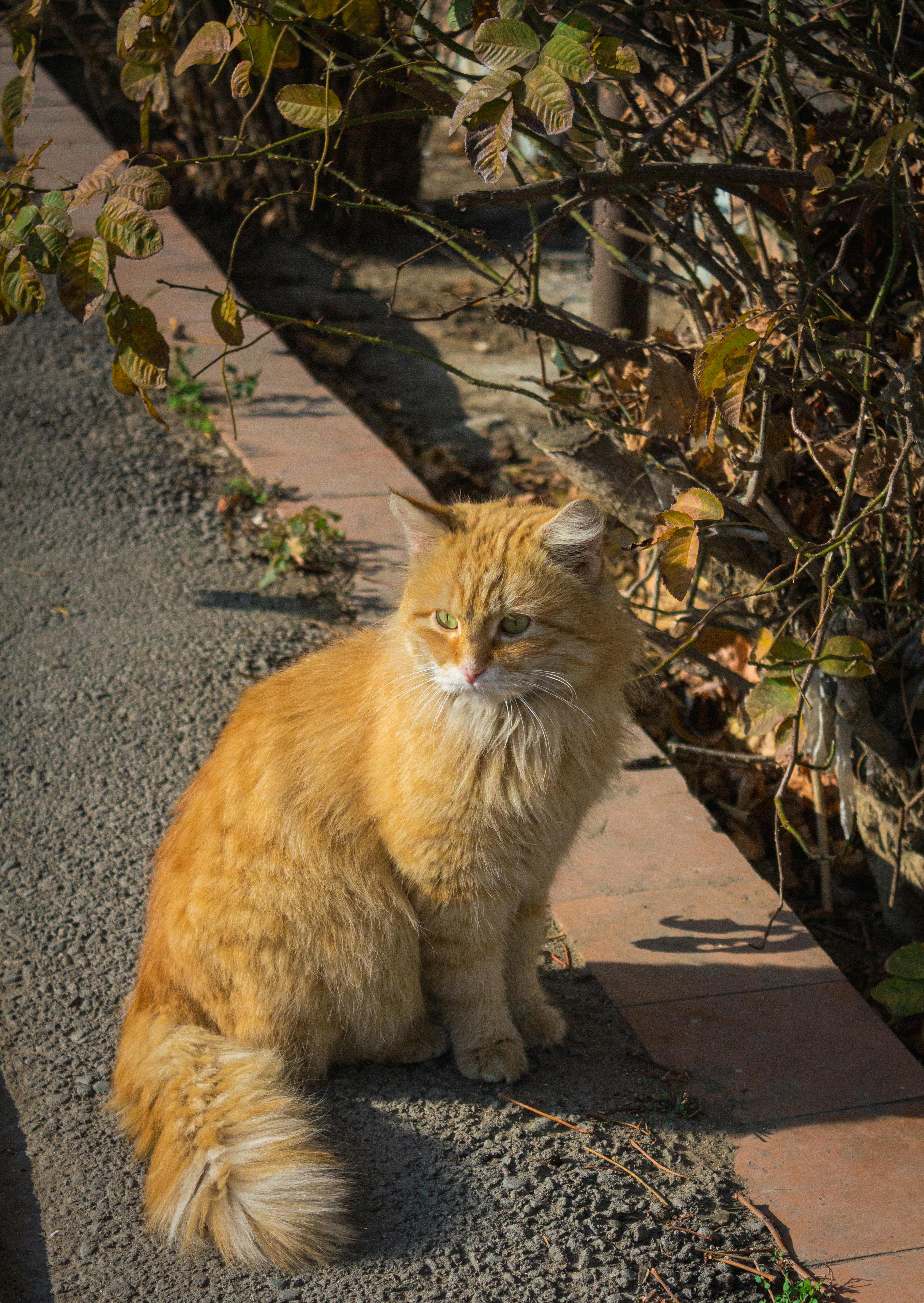 Ginger Cat in Garden · Free Stock Photo