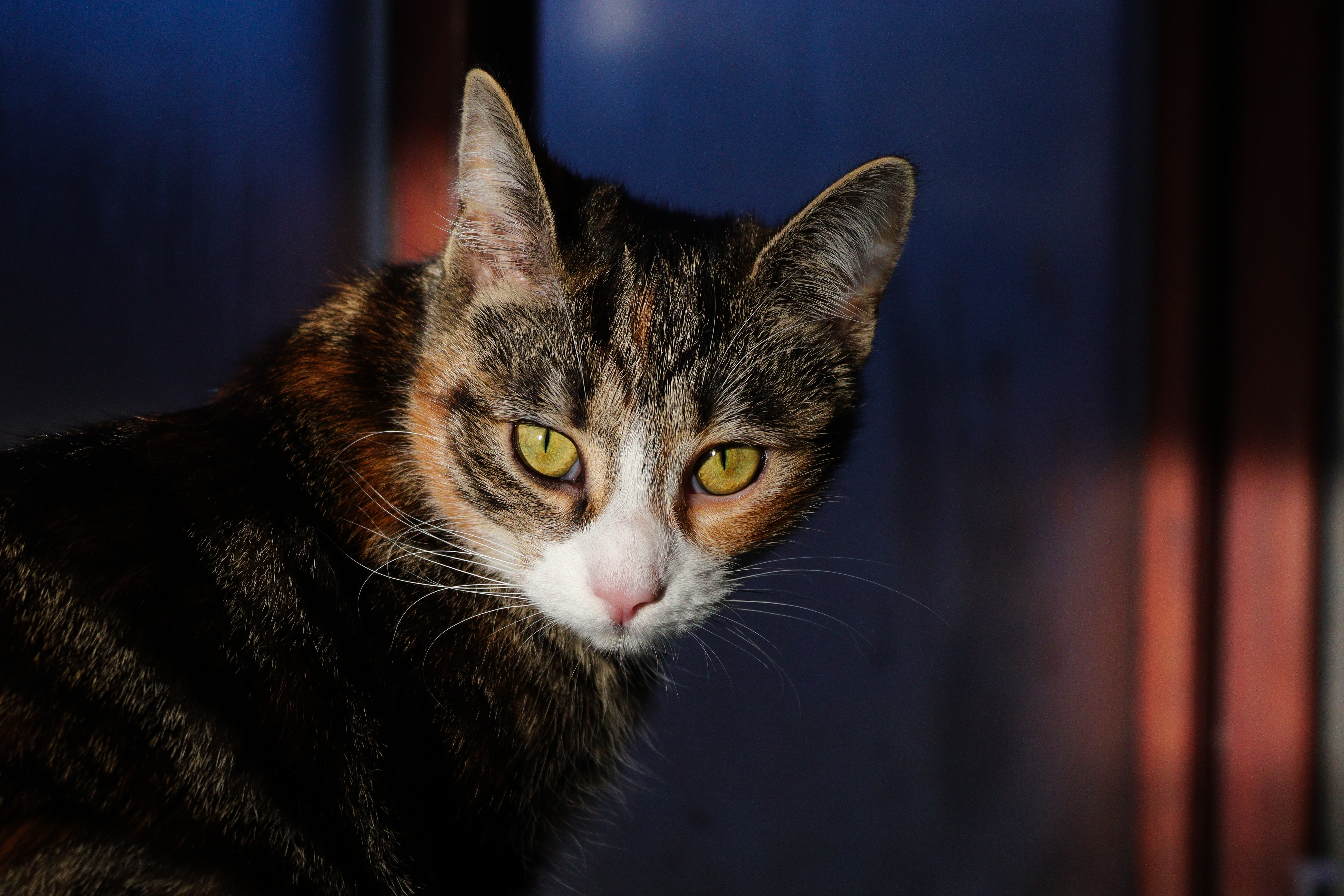 Head of a Cat · Free Stock Photo