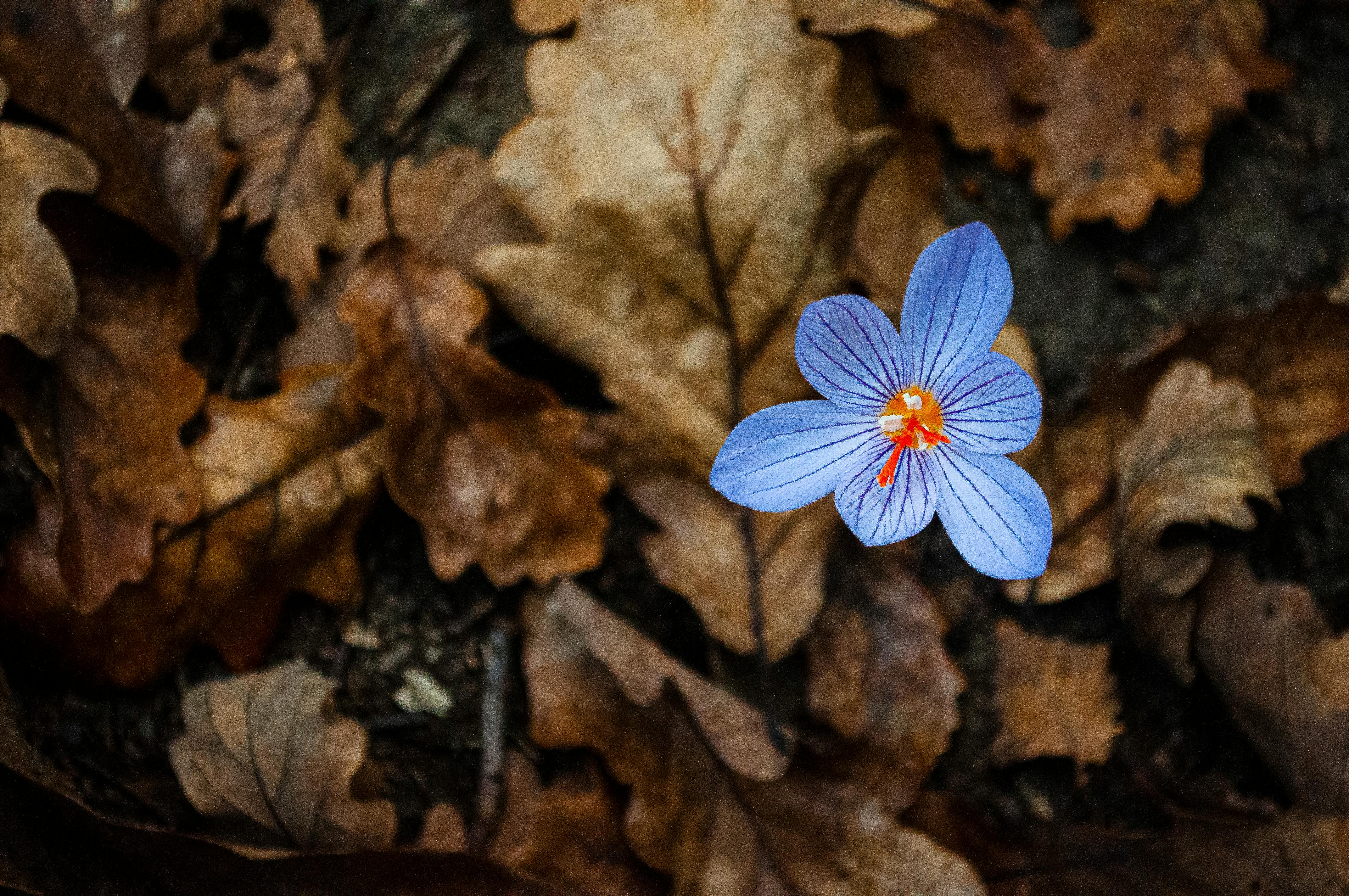 Blue Flower in Close Up Photography · Free Stock Photo