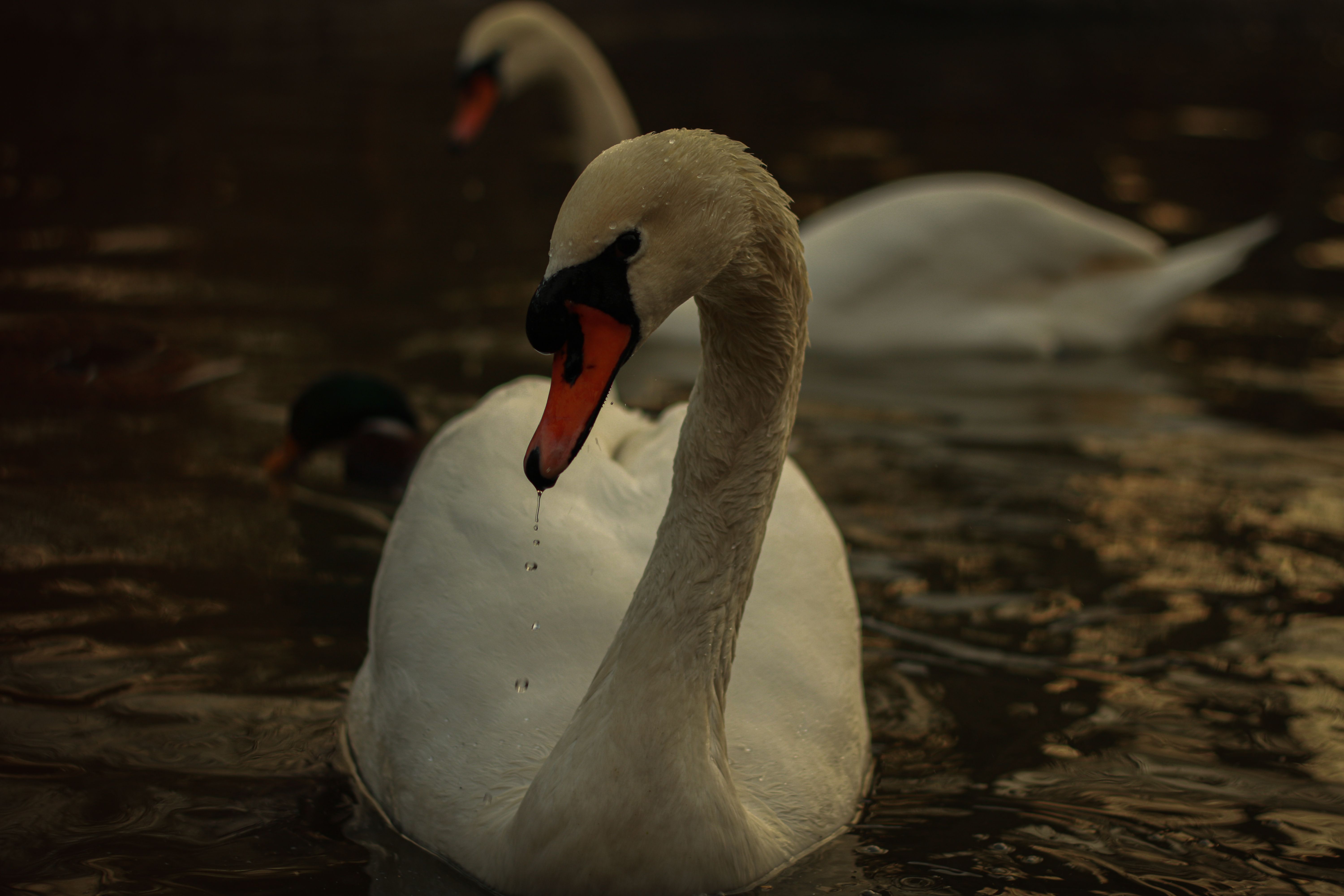 Close up of Swans · Free Stock Photo