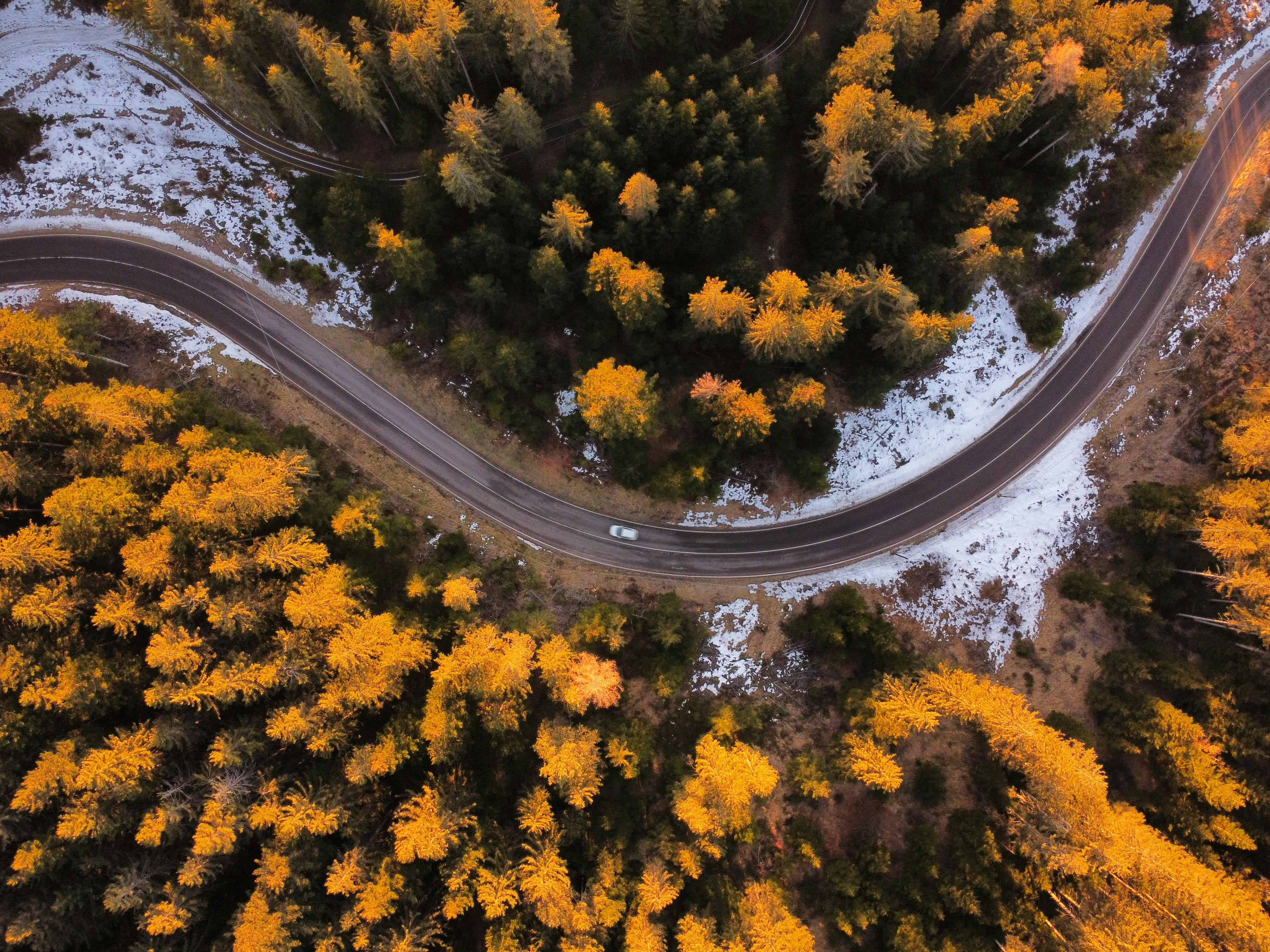 Aerial View of Yellow Trees · Free Stock Photo