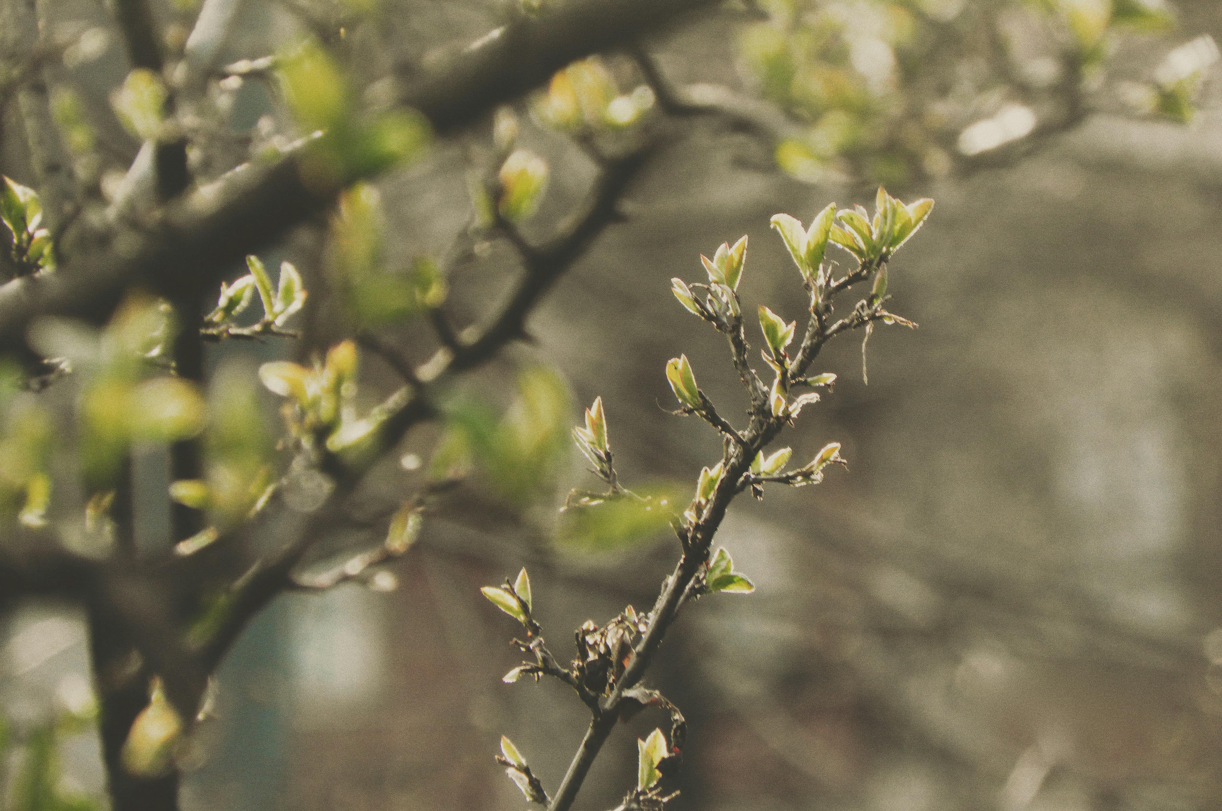 Tree Leaves in Spring · Free Stock Photo