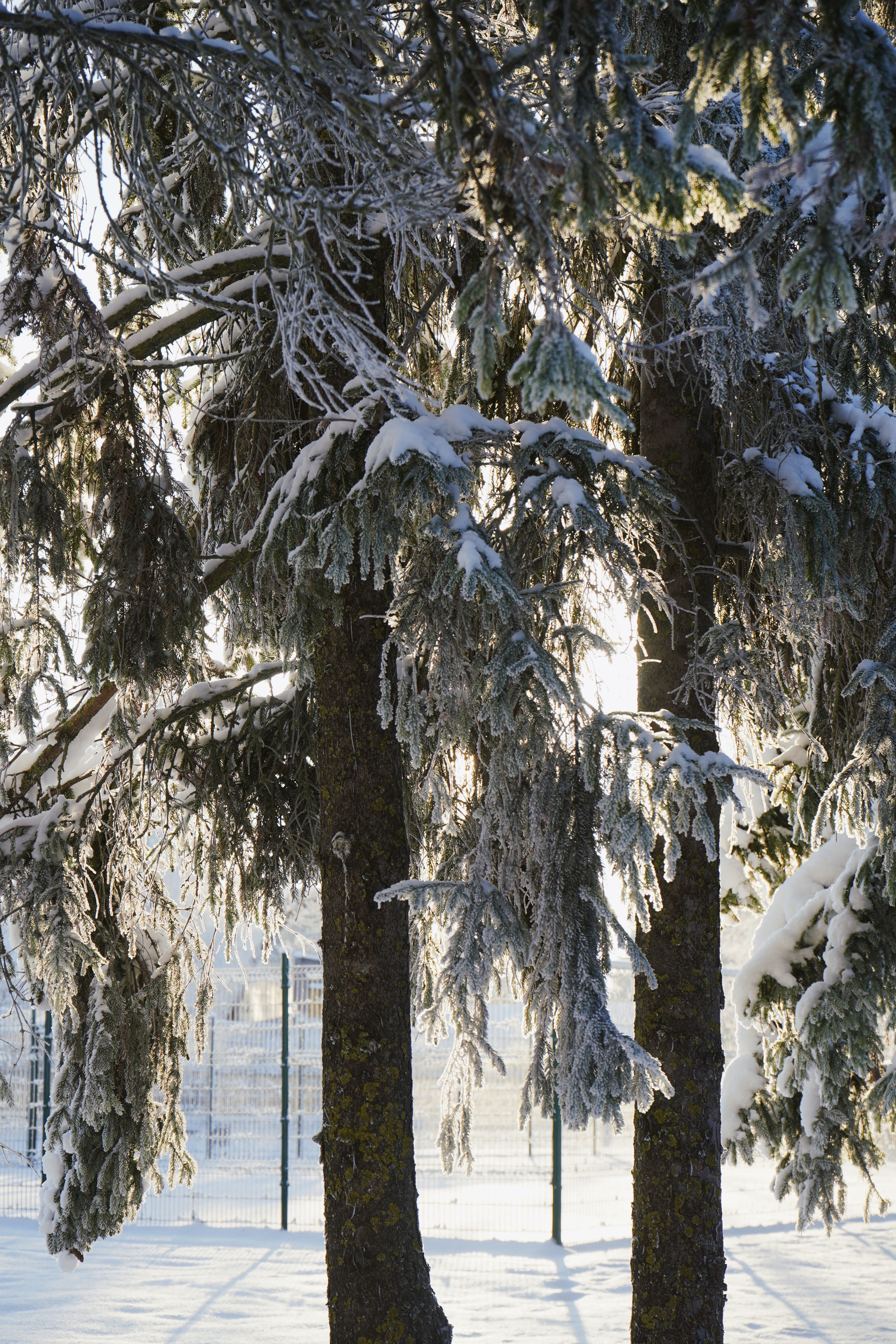Photography Of Fir Trees Covered in SNow · Free Stock Photo