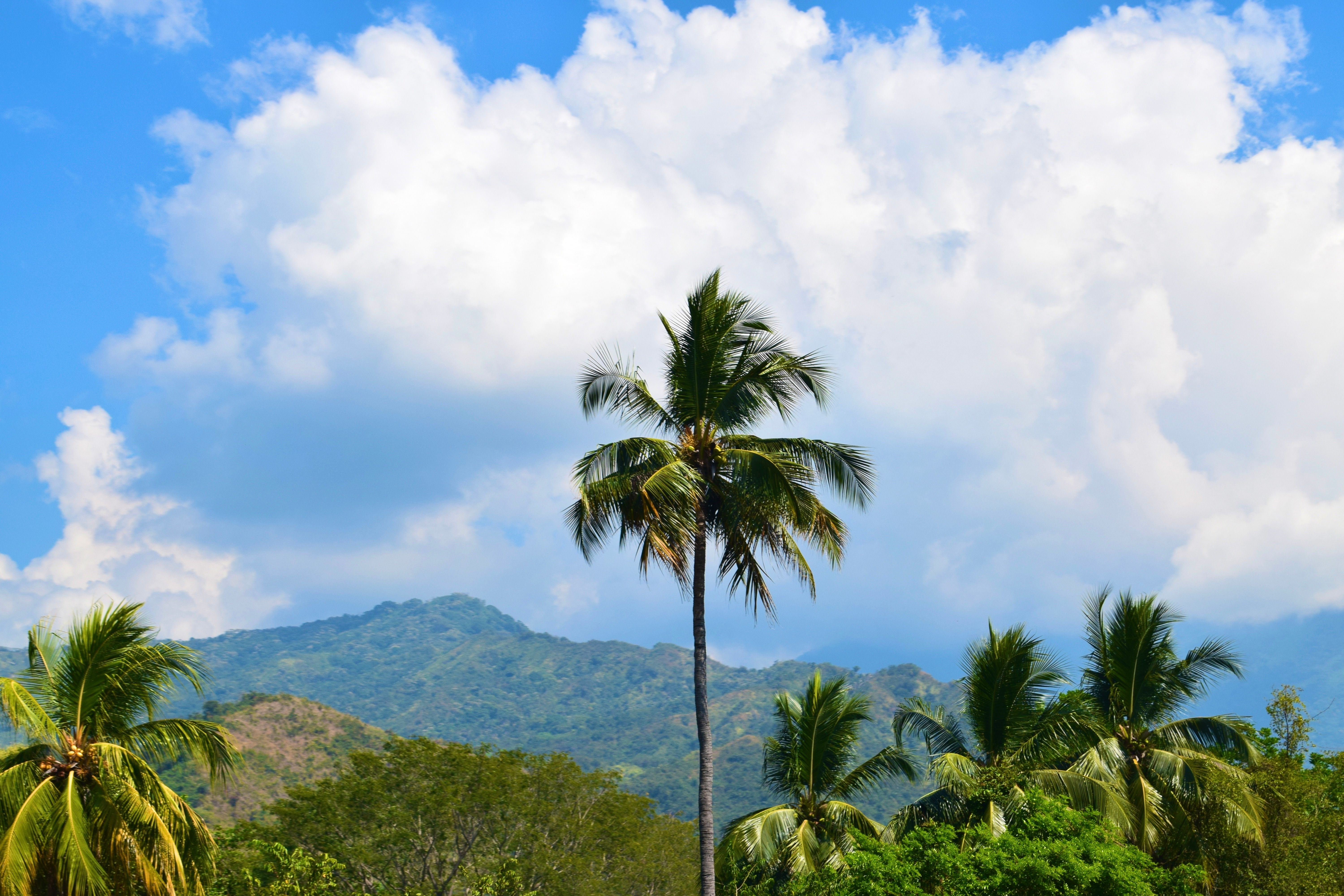 Palm Trees with a View of Mountains in the Distance · Free Stock Photo