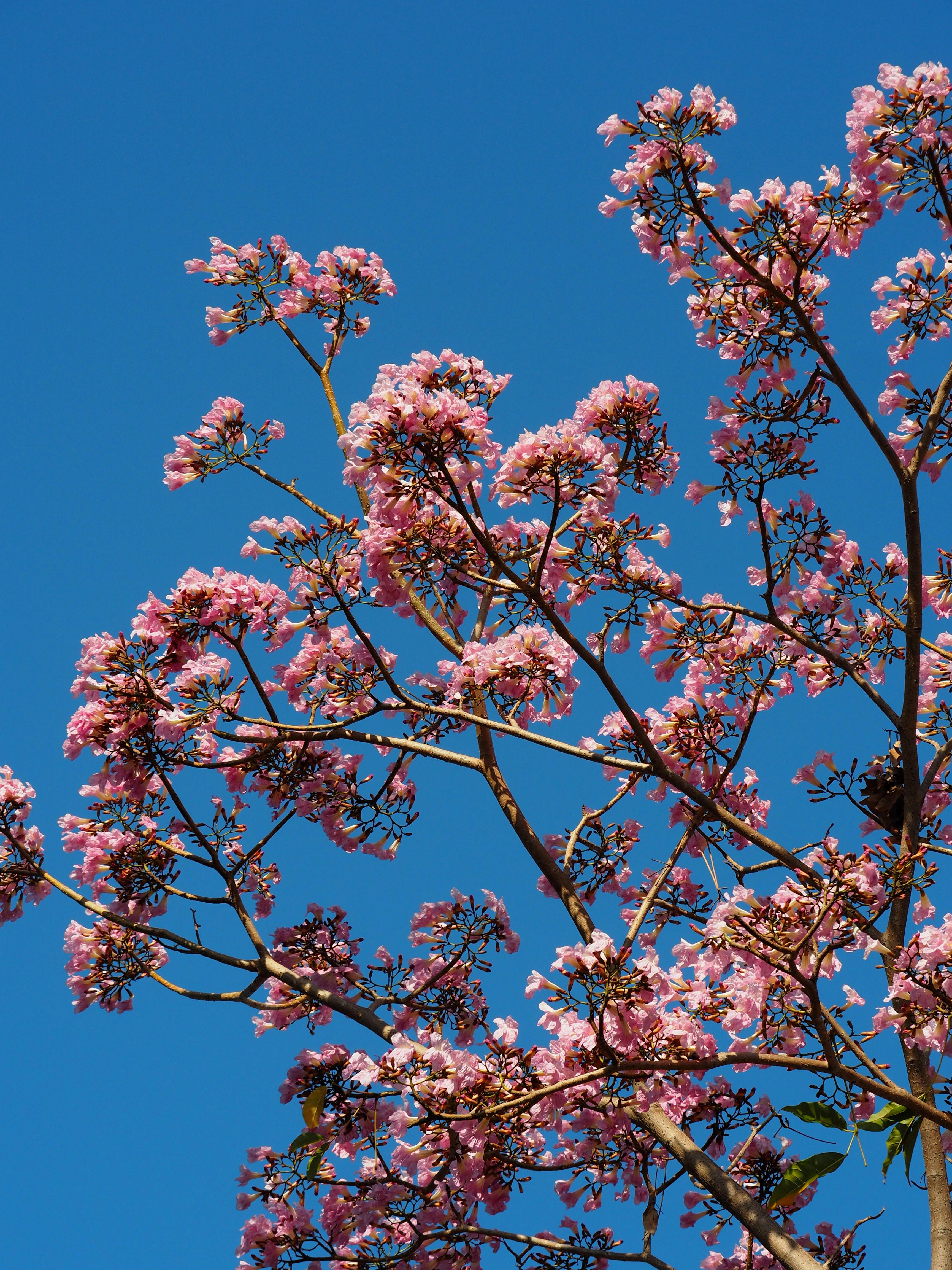 Sakura Of Java Photos, Download The BEST Free Sakura Of Java Stock ...