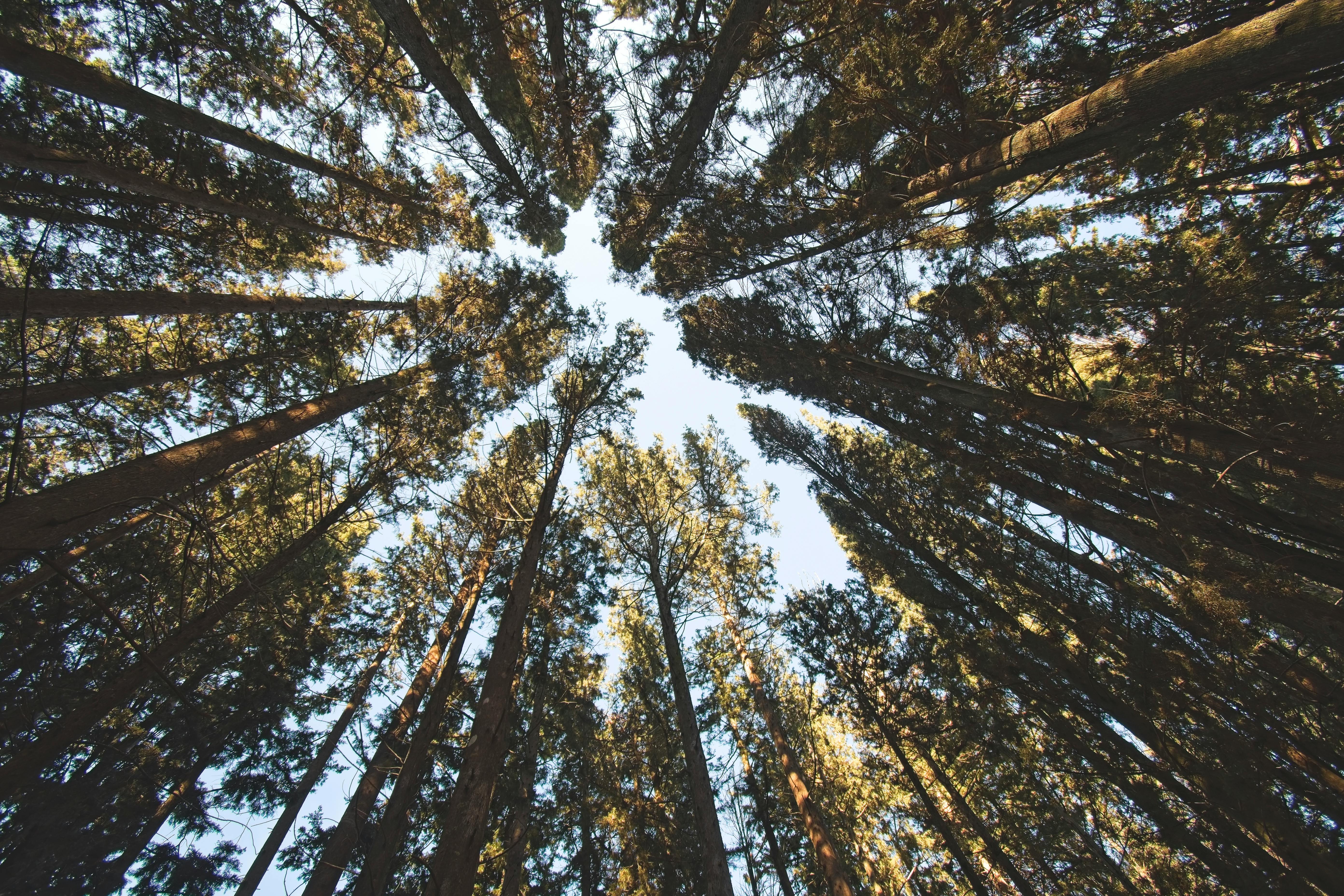 Tall Trees in Forest · Free Stock Photo