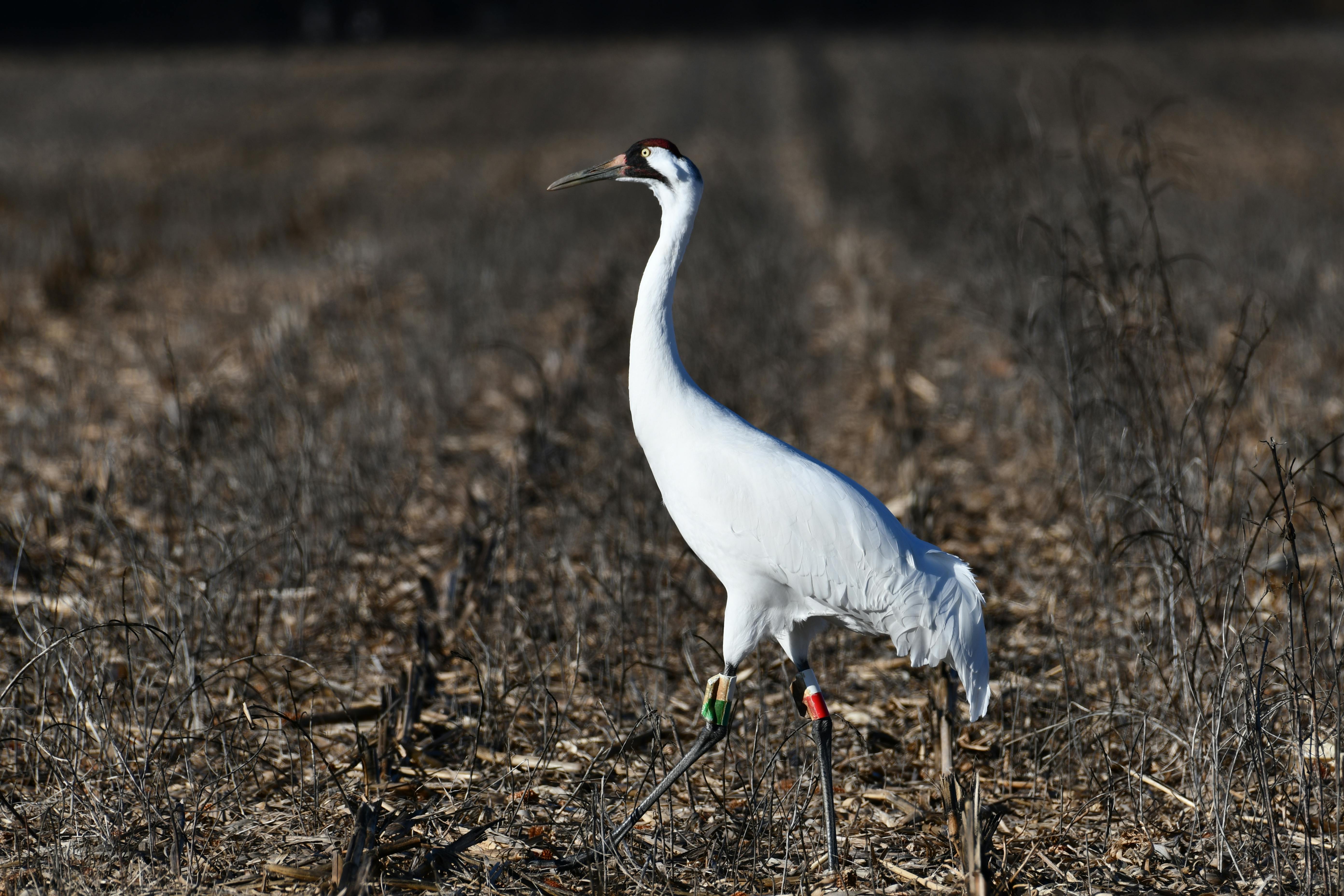 Crane Bird on Field · Free Stock Photo