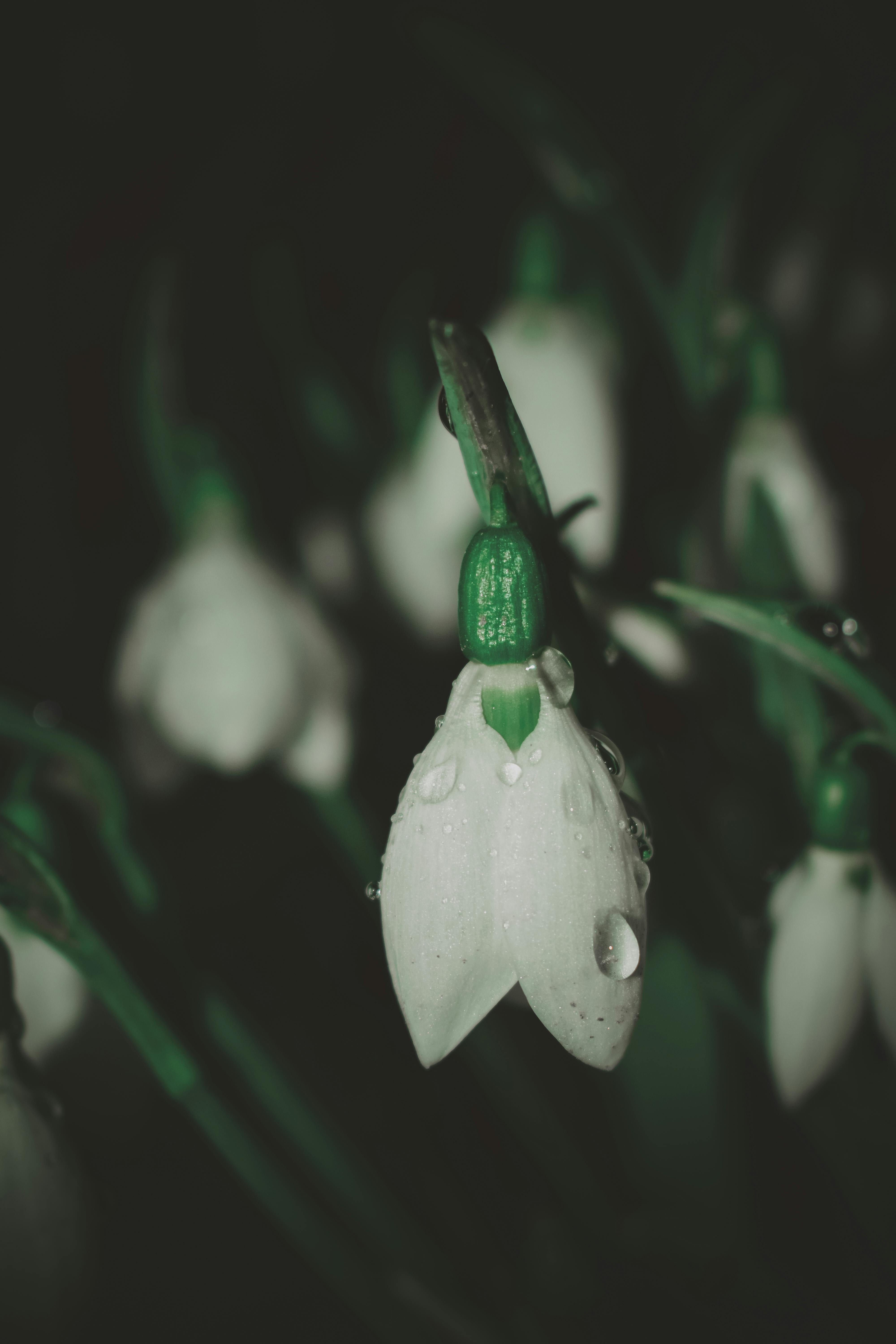 White Snowdrop Flower · Free Stock Photo
