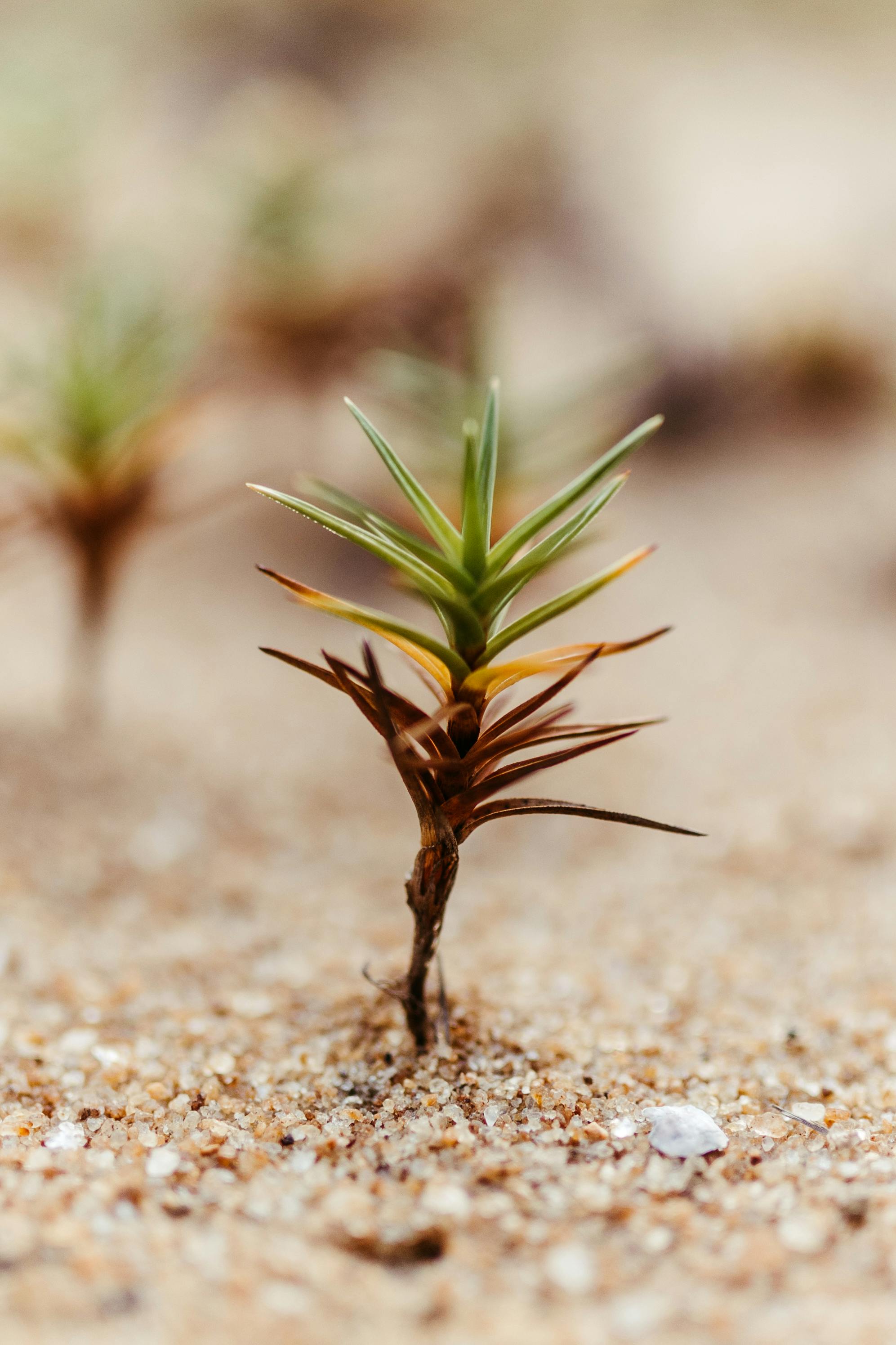 Photo of a Plant on the Ground · Free Stock Photo