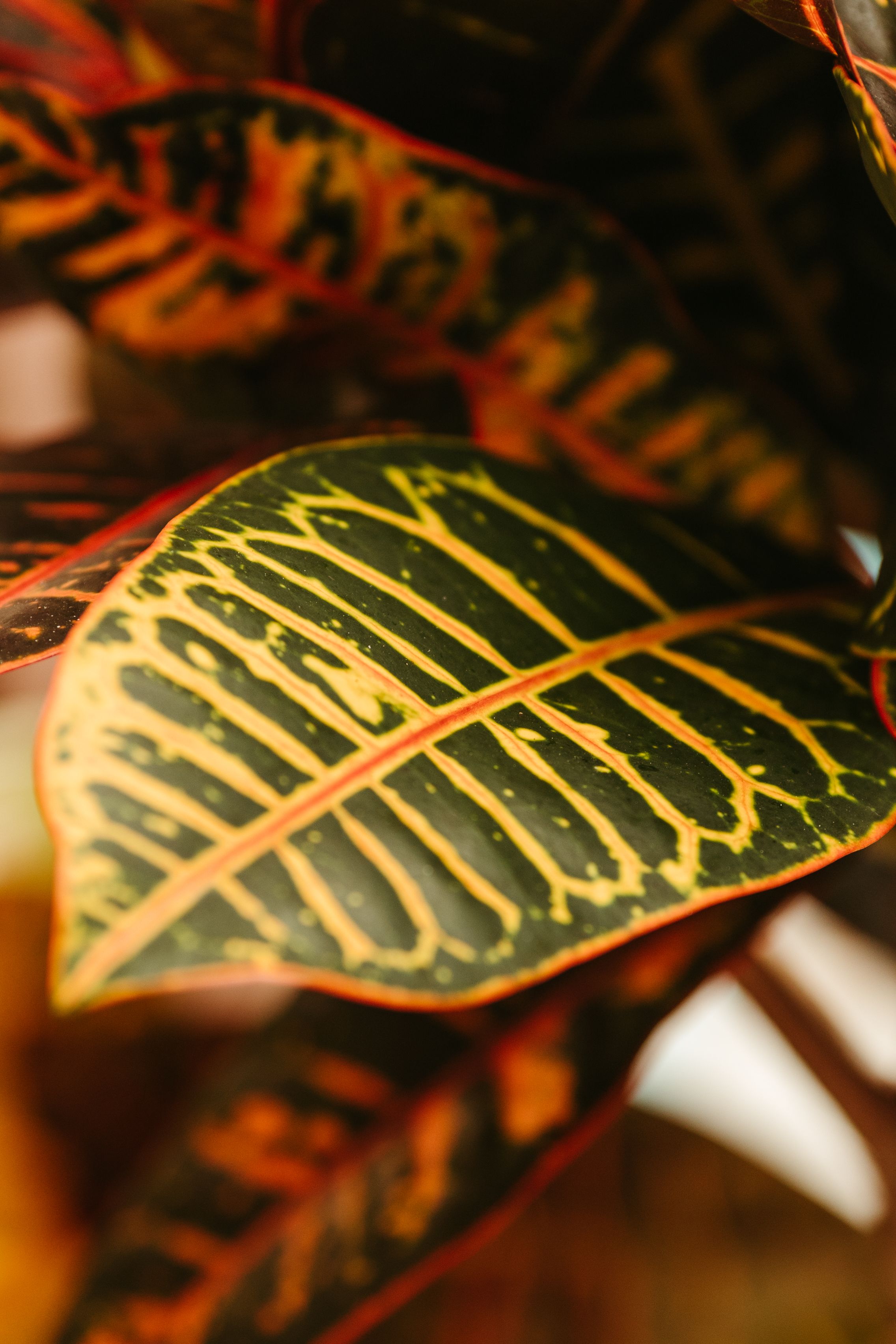 Ripped dried leaves of Codiaeum variegatum potted plant · Free Stock Photo