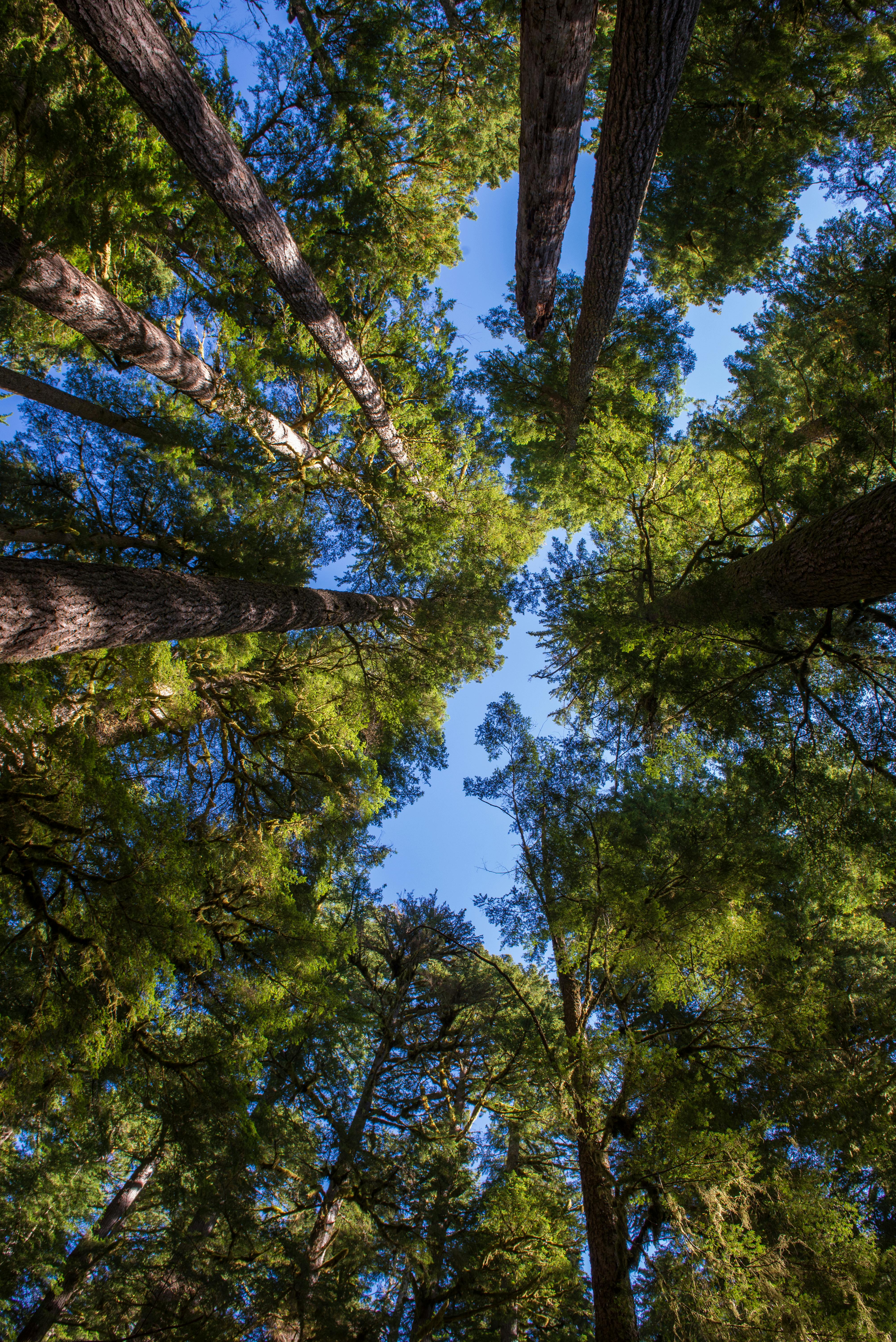 Tall Trees in Forest · Free Stock Photo