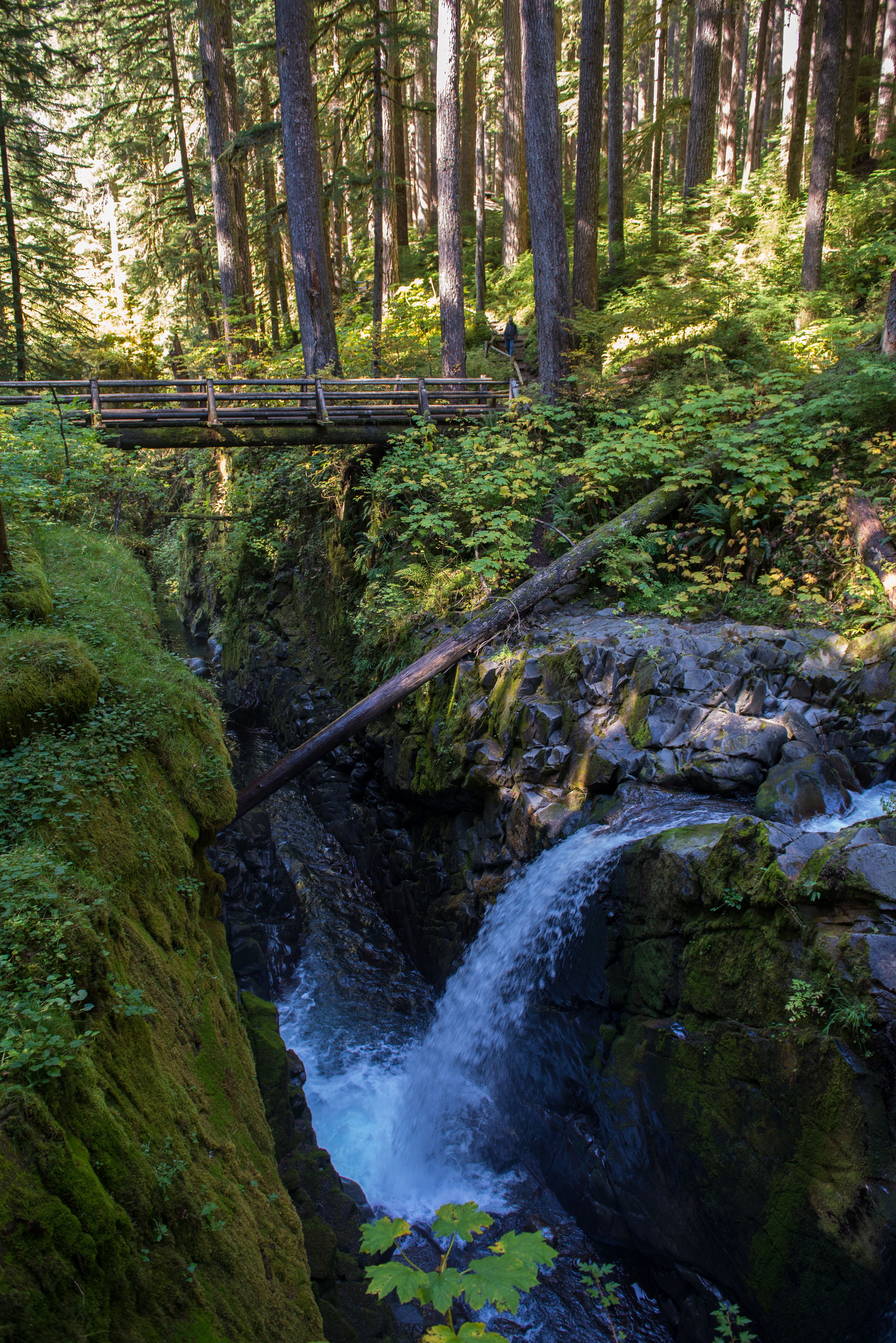 Waterfalls in the Middle of the Forest · Free Stock Photo