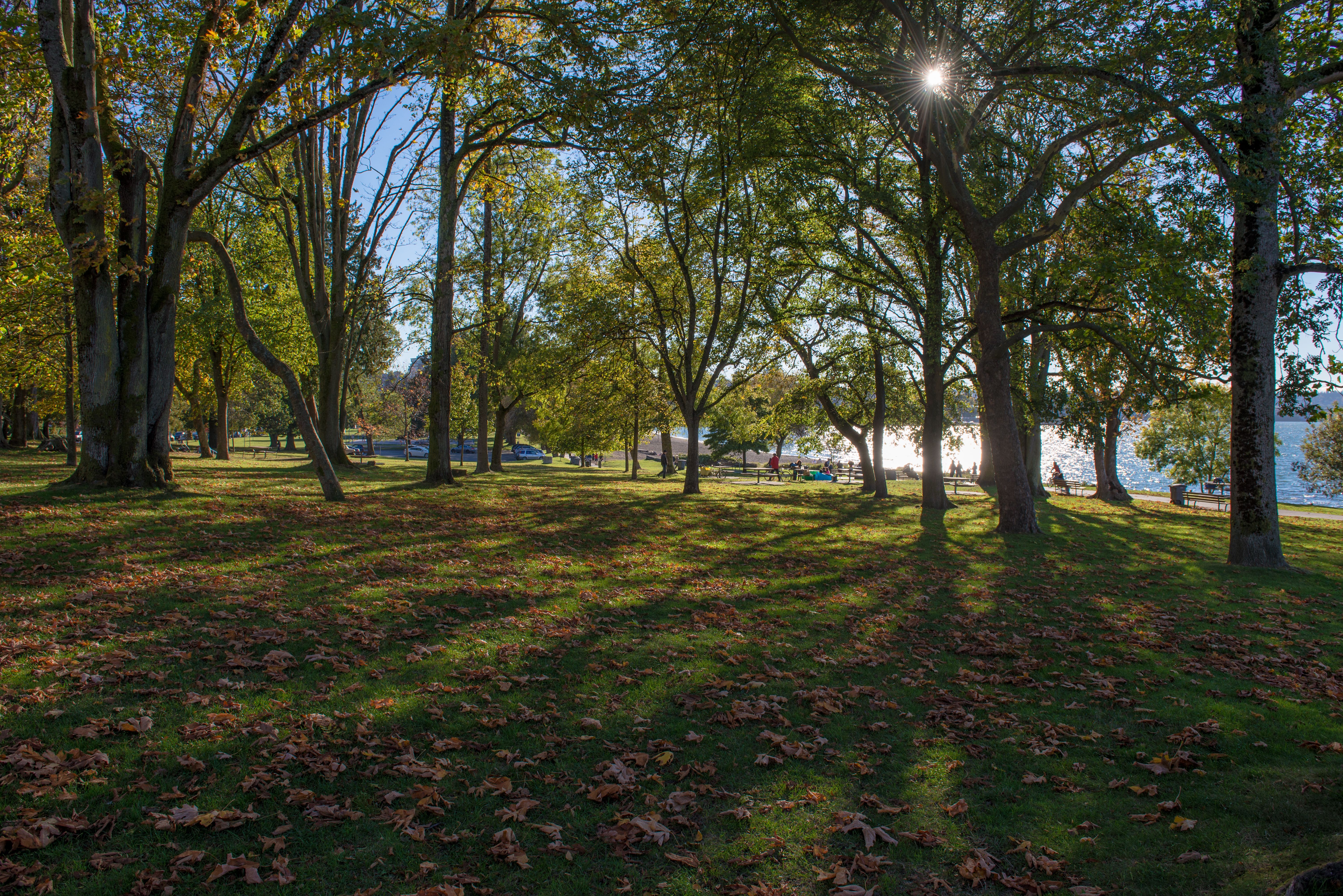 Grass and Trees in Park in Vancouver, Canada · Free Stock Photo