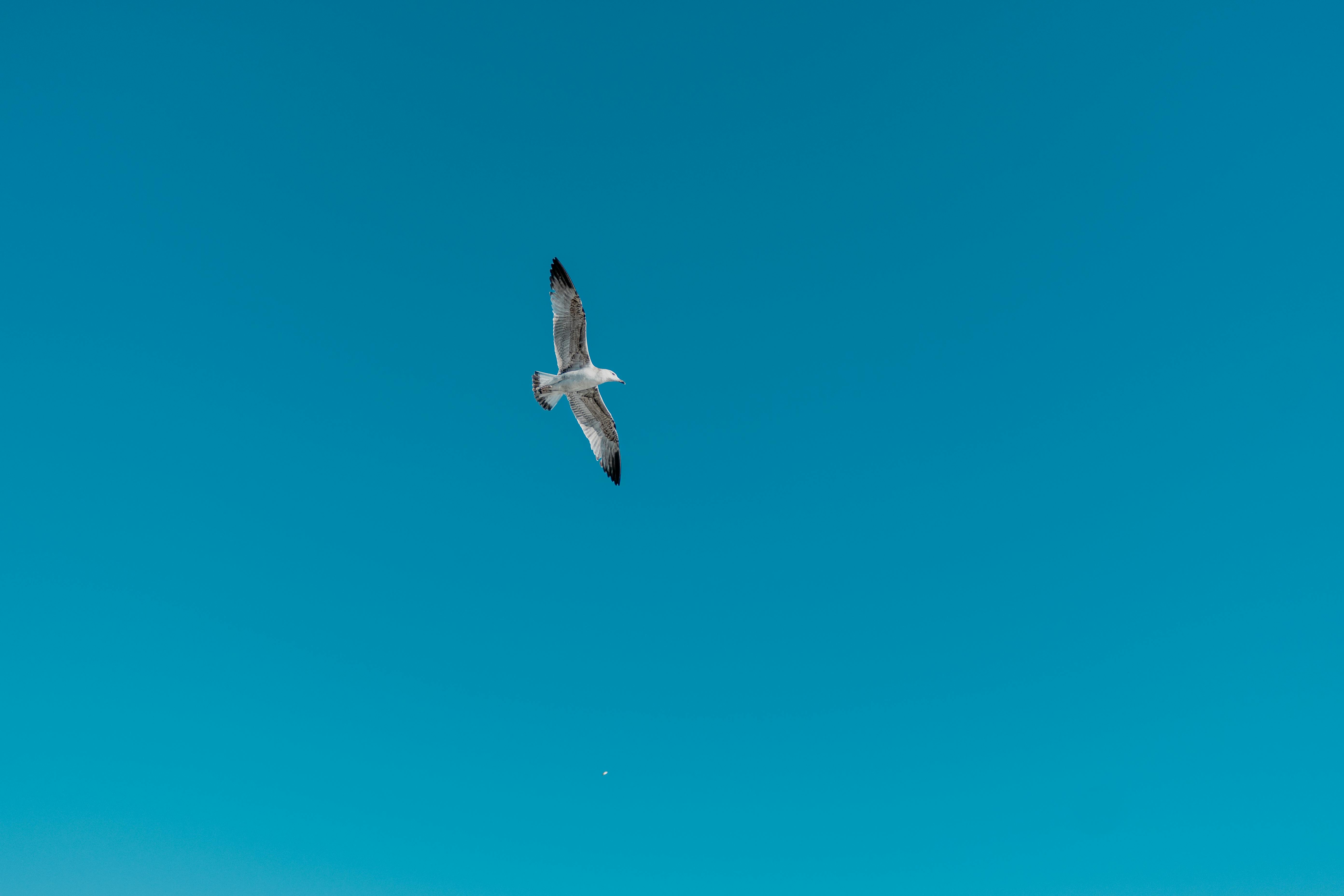 Photo of a Flying Bird · Free Stock Photo