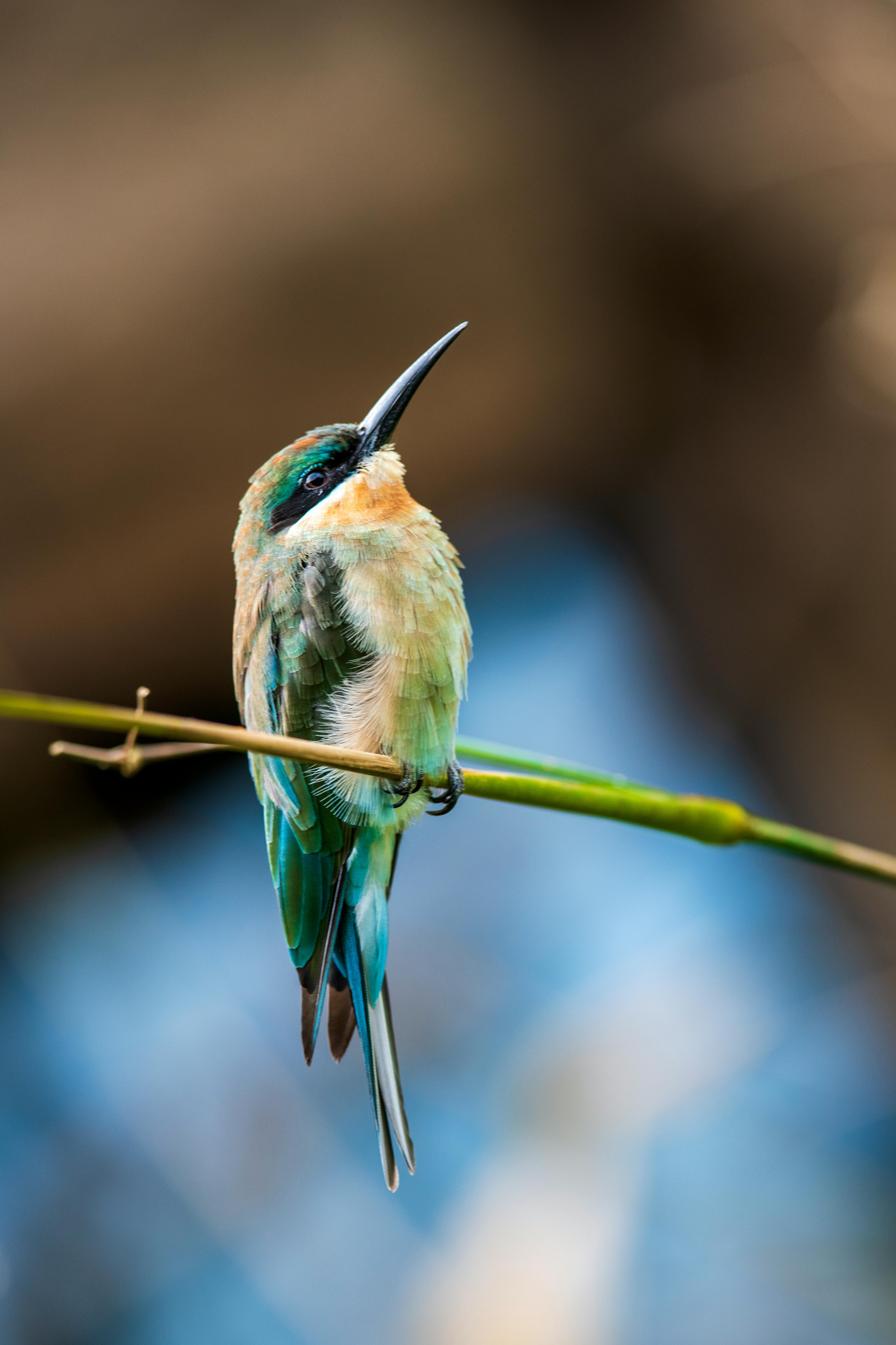 Close Up Photo of Bird Perched on Tree Branch · Free Stock Photo